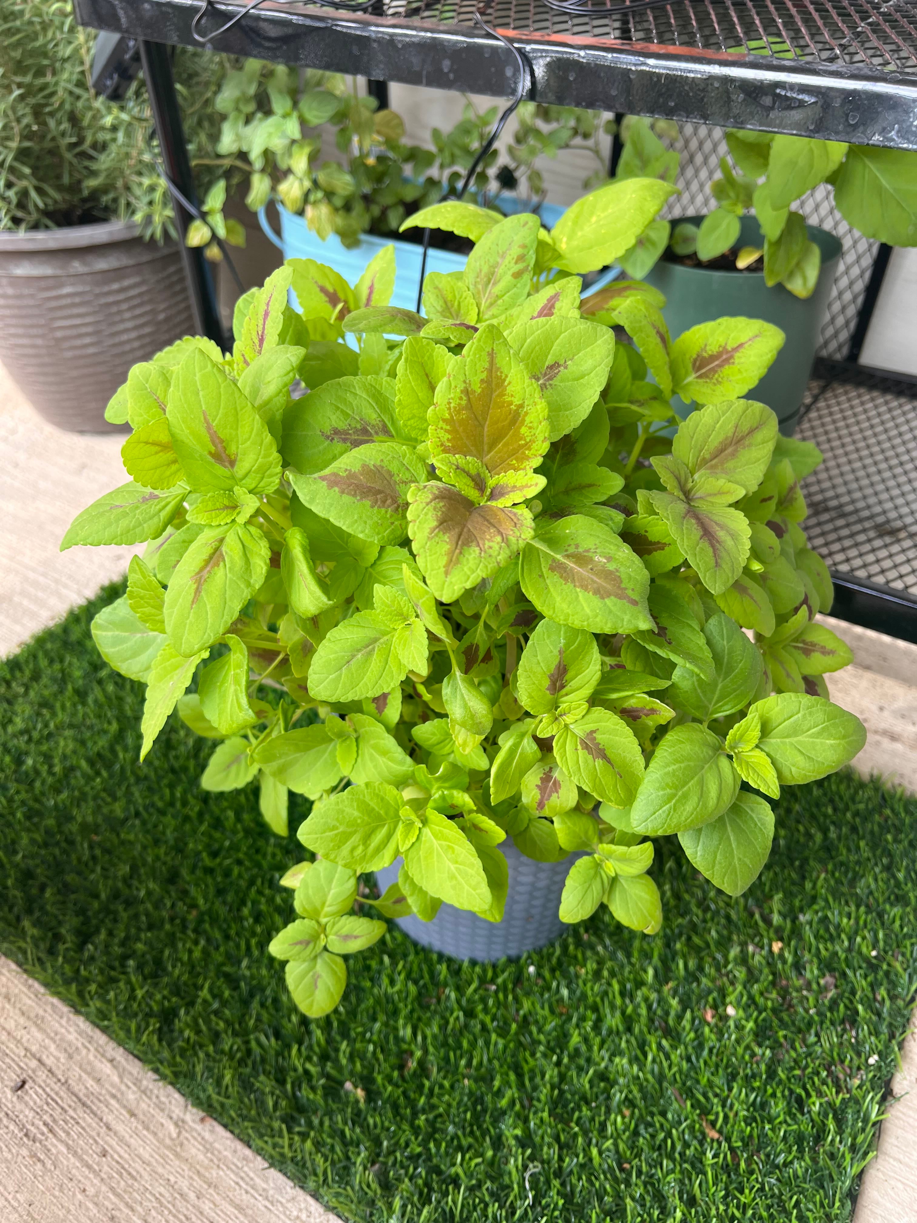 Mexican Mint Plant Care: Water, Light, Nutrients | Greg App 🌱