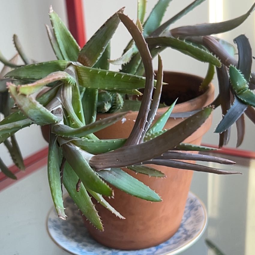 How to Care for Aloe 'Park Avenue': Mastering Water, Sunlight & More