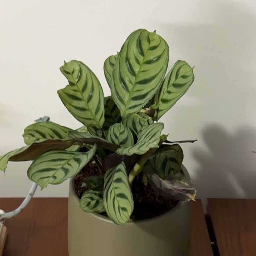 The Complete Calathea burle-marxii Plant Care Guide: Water, Light & Beyond