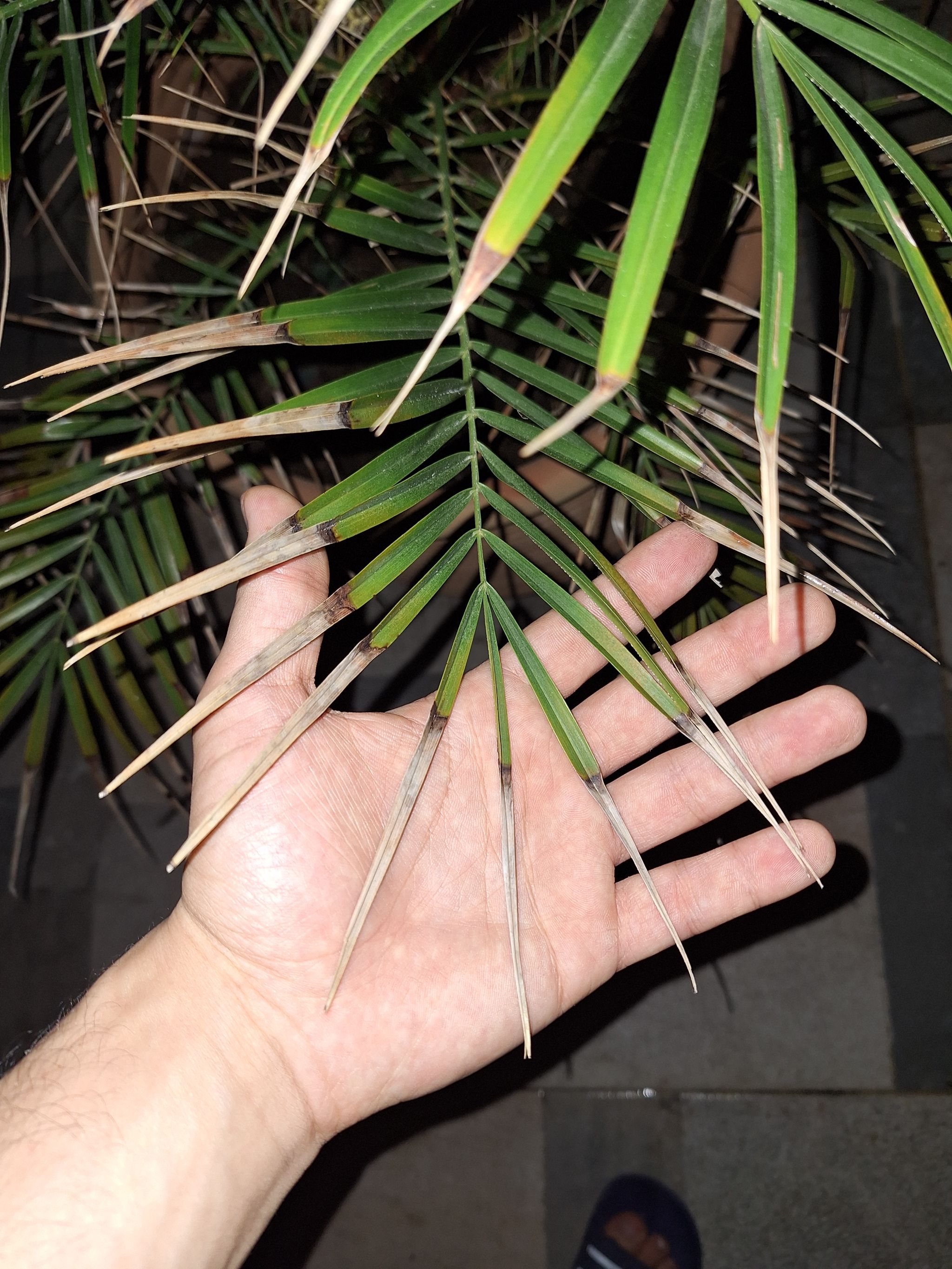 How to Care for Pygmy Date Palm: Mastering Water, Sunlight & More