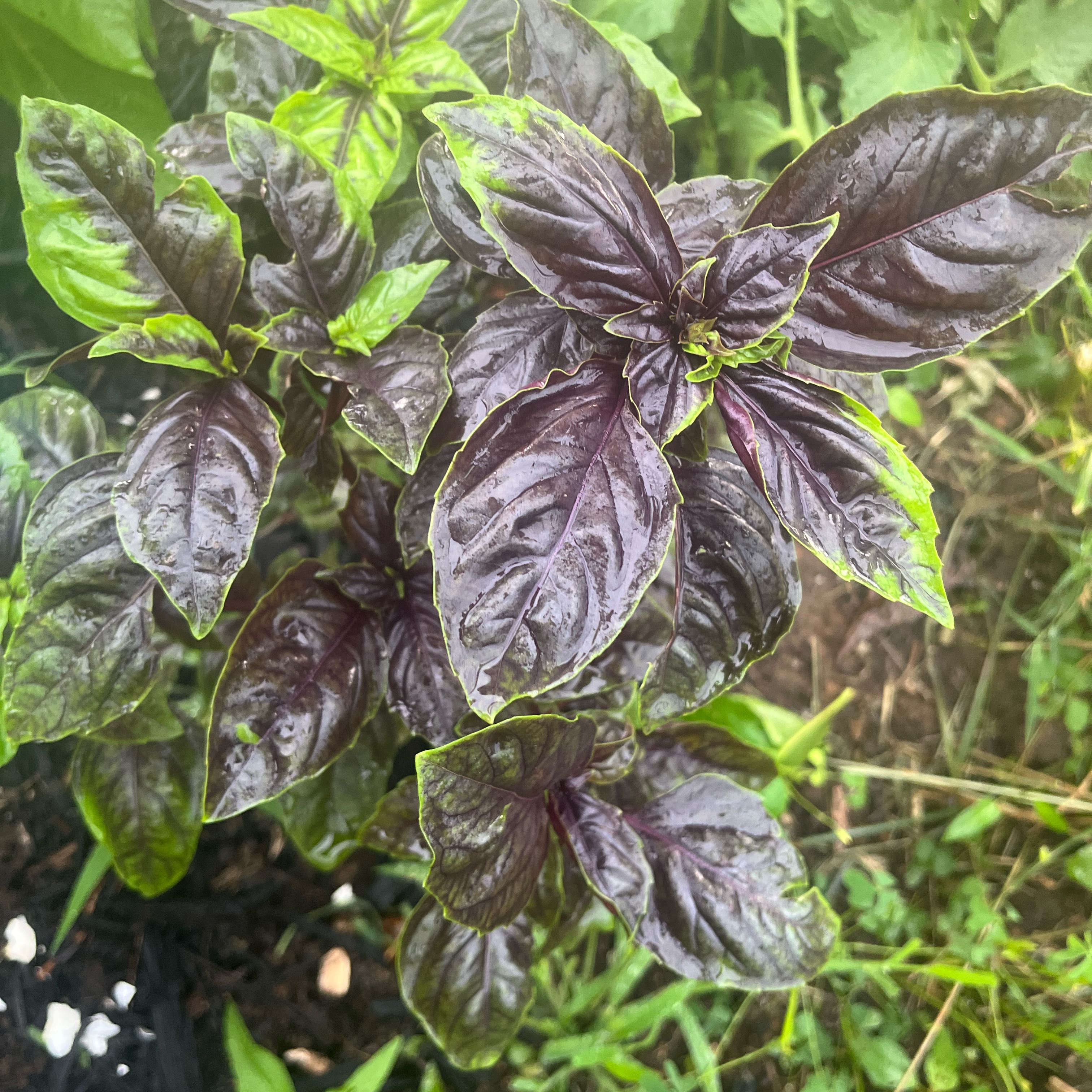 The Complete Black Opal Basil Plant Care Guide: Water, Light & Beyond