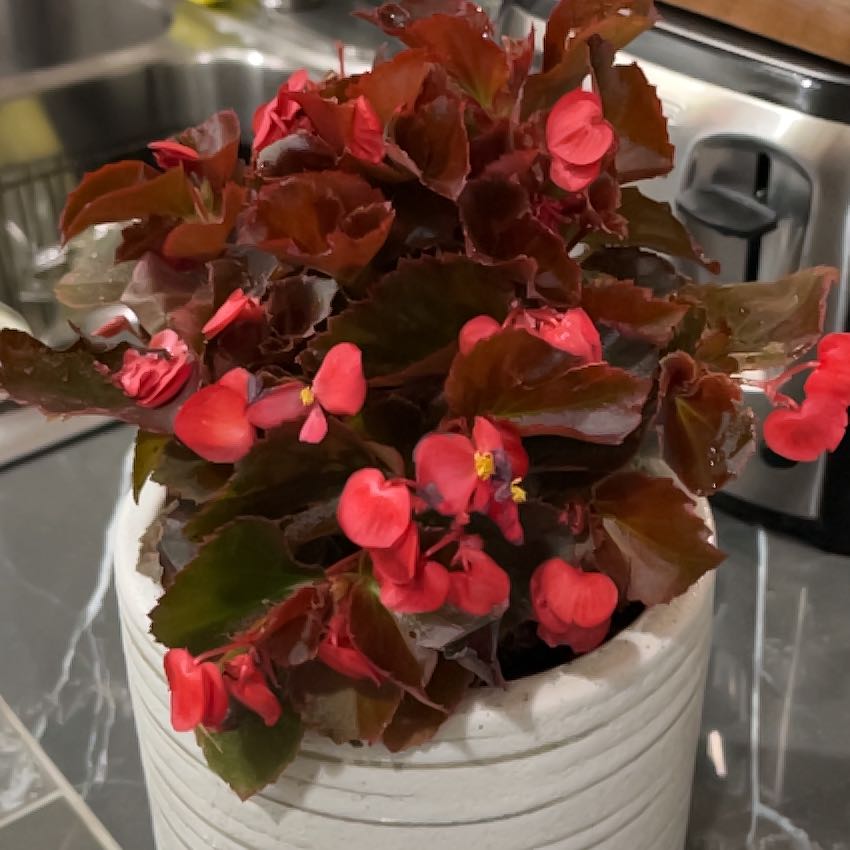 Cocktail Vodka Wax Begonia: How Much Water & Light Does it Need to Thrive?