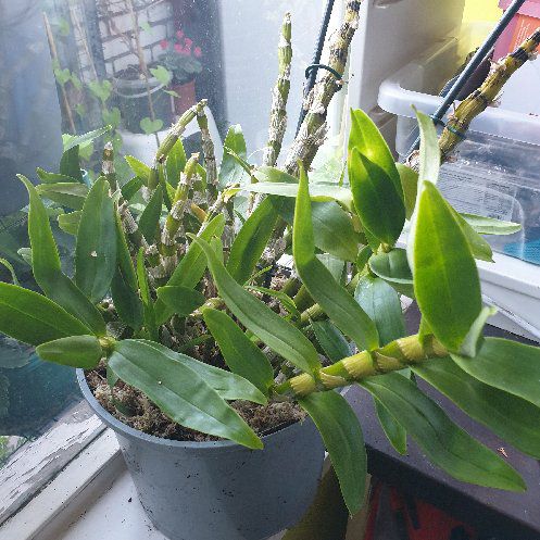 The Complete Dendrobium 'Bicentennial Blue' Plant Care Guide: Water ...