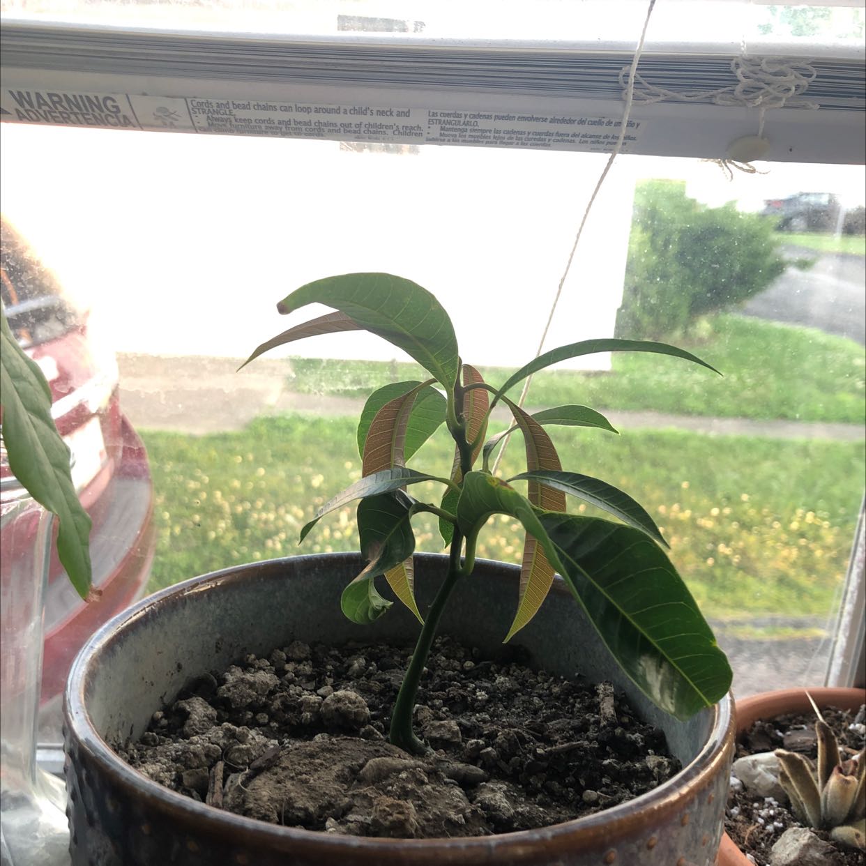 🥭 How Often Do I Need to Water My Mango?