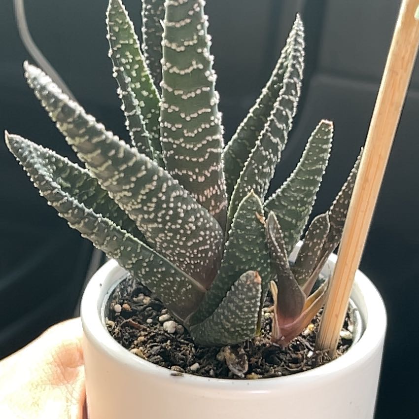 Rosa | A plant by @PrimeBrushbox on Greg