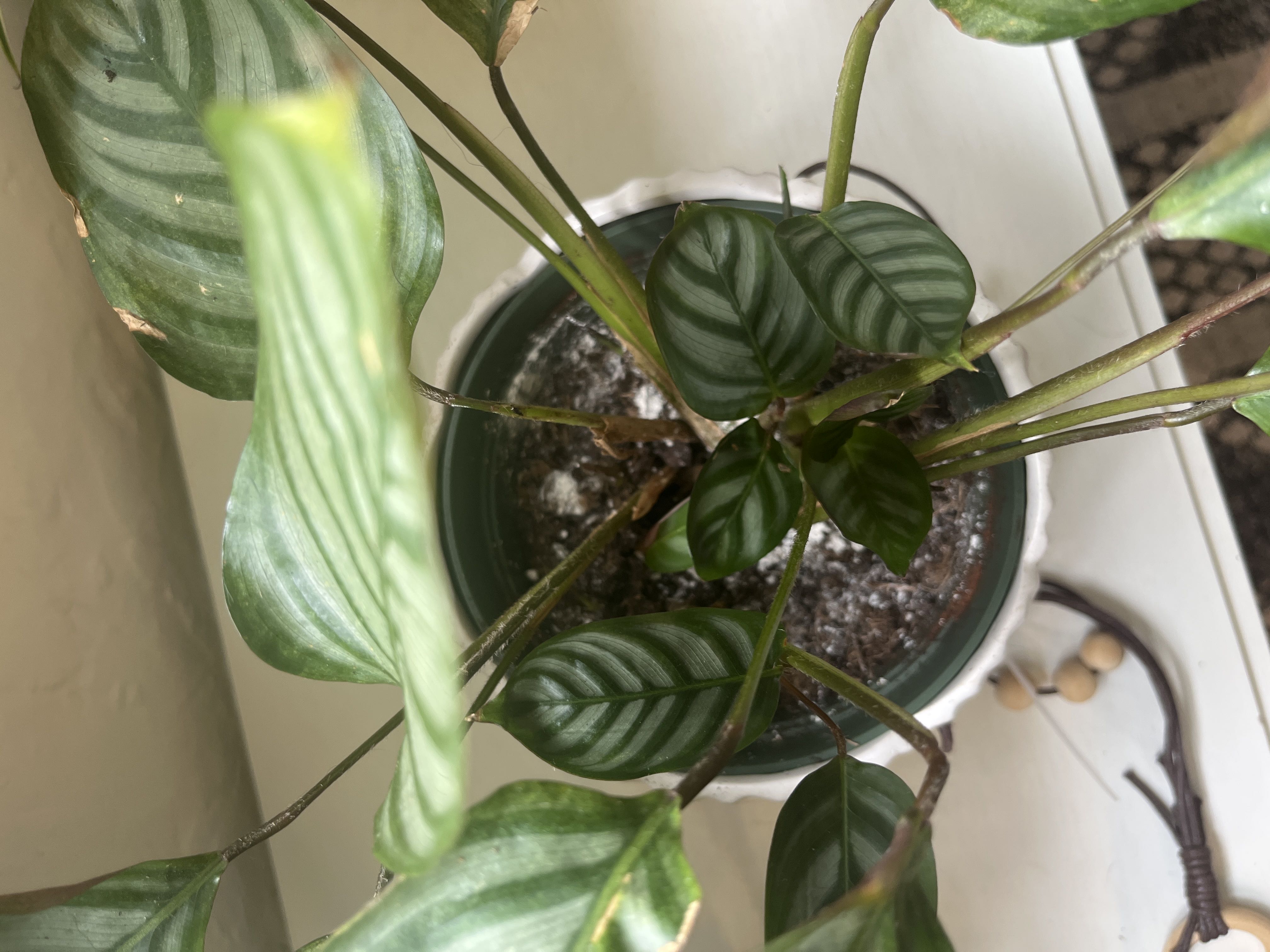 Ctenanthe 'Silver Star' Plant Care: Water, Light, Nutrients | Greg App 🌱