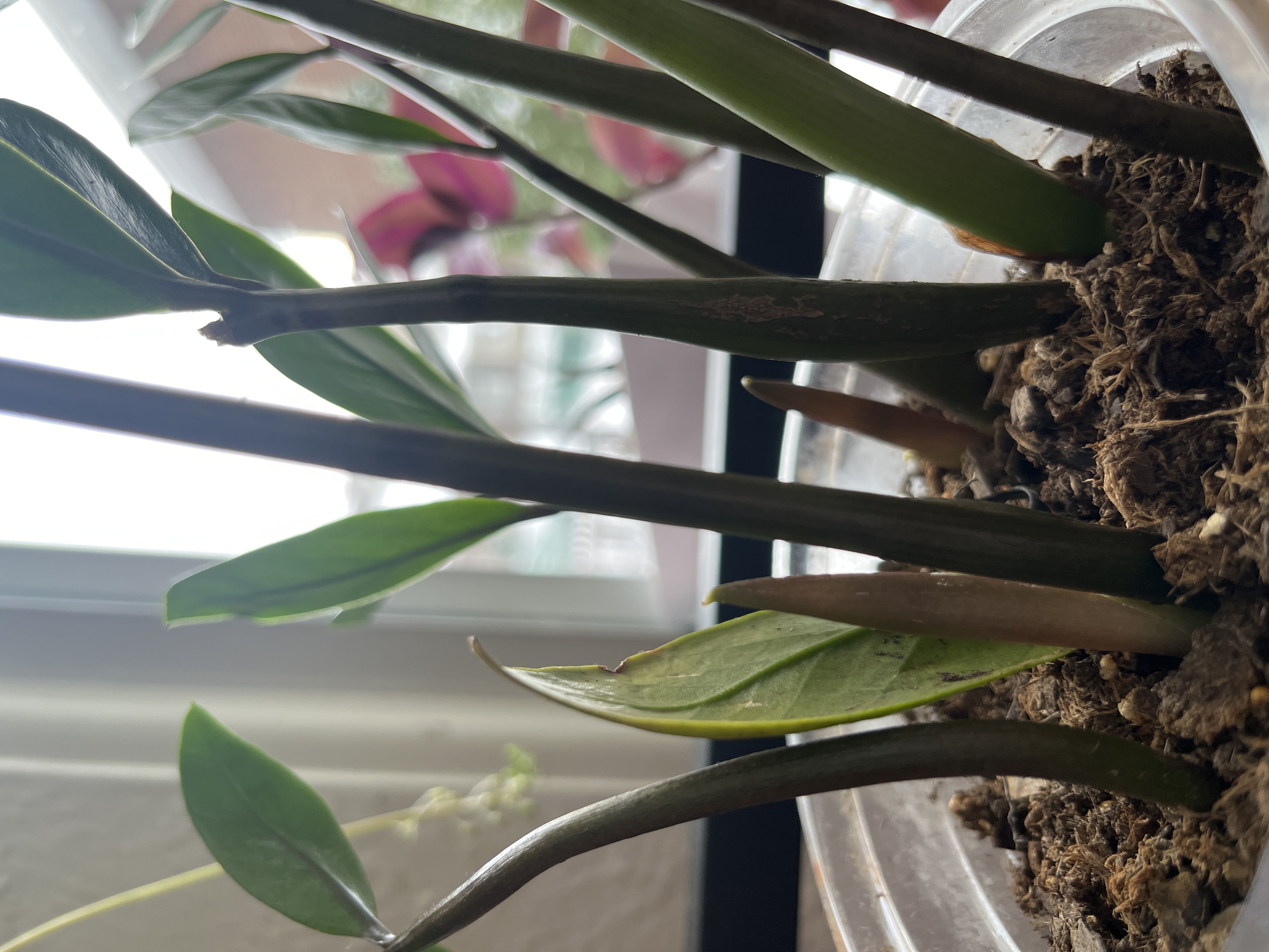 4 Steps to a Healthy Outdoor ZZ Plant