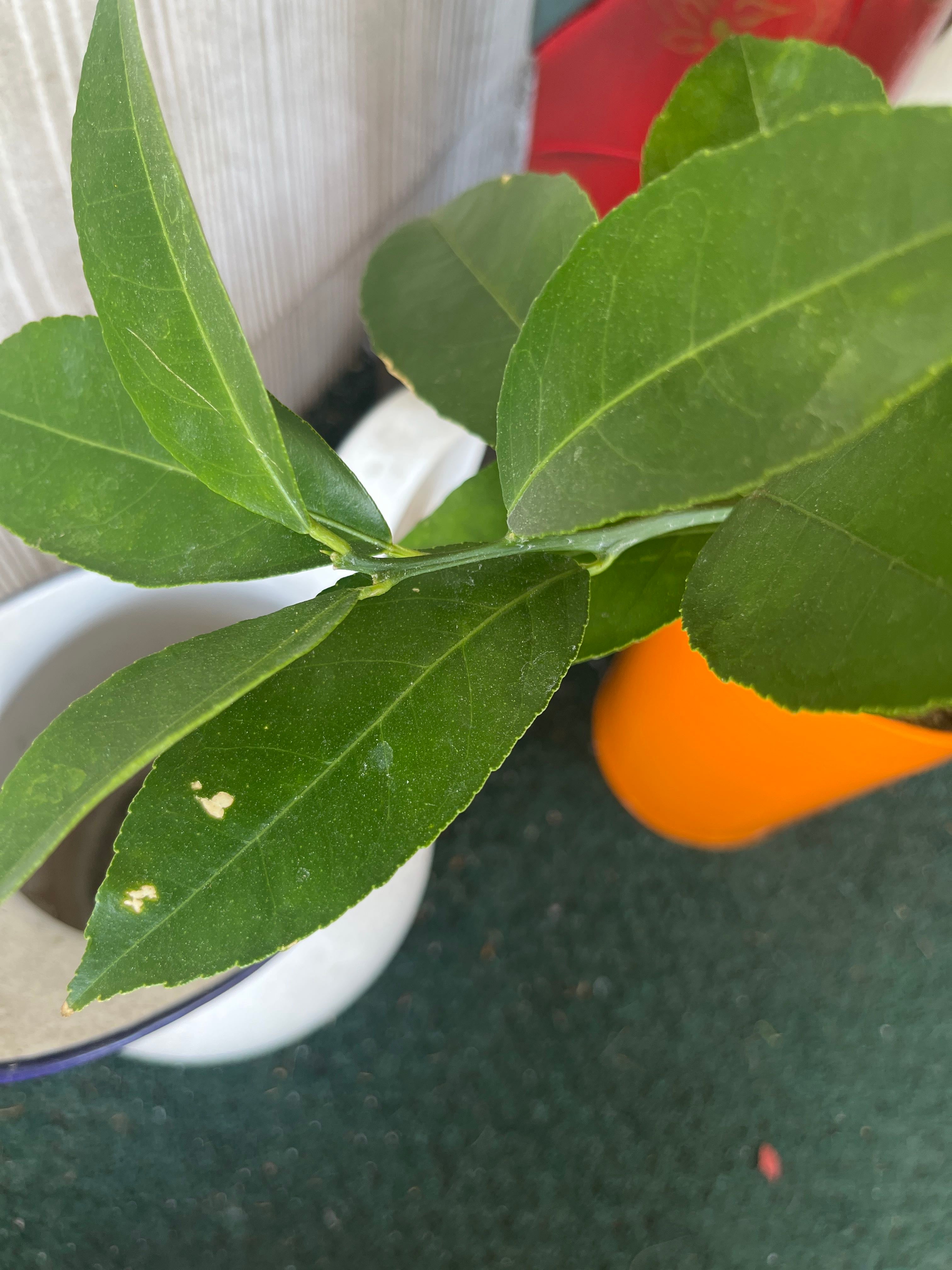 Ultimate Guide to Fertilizing Your Citrus Tree 🍋