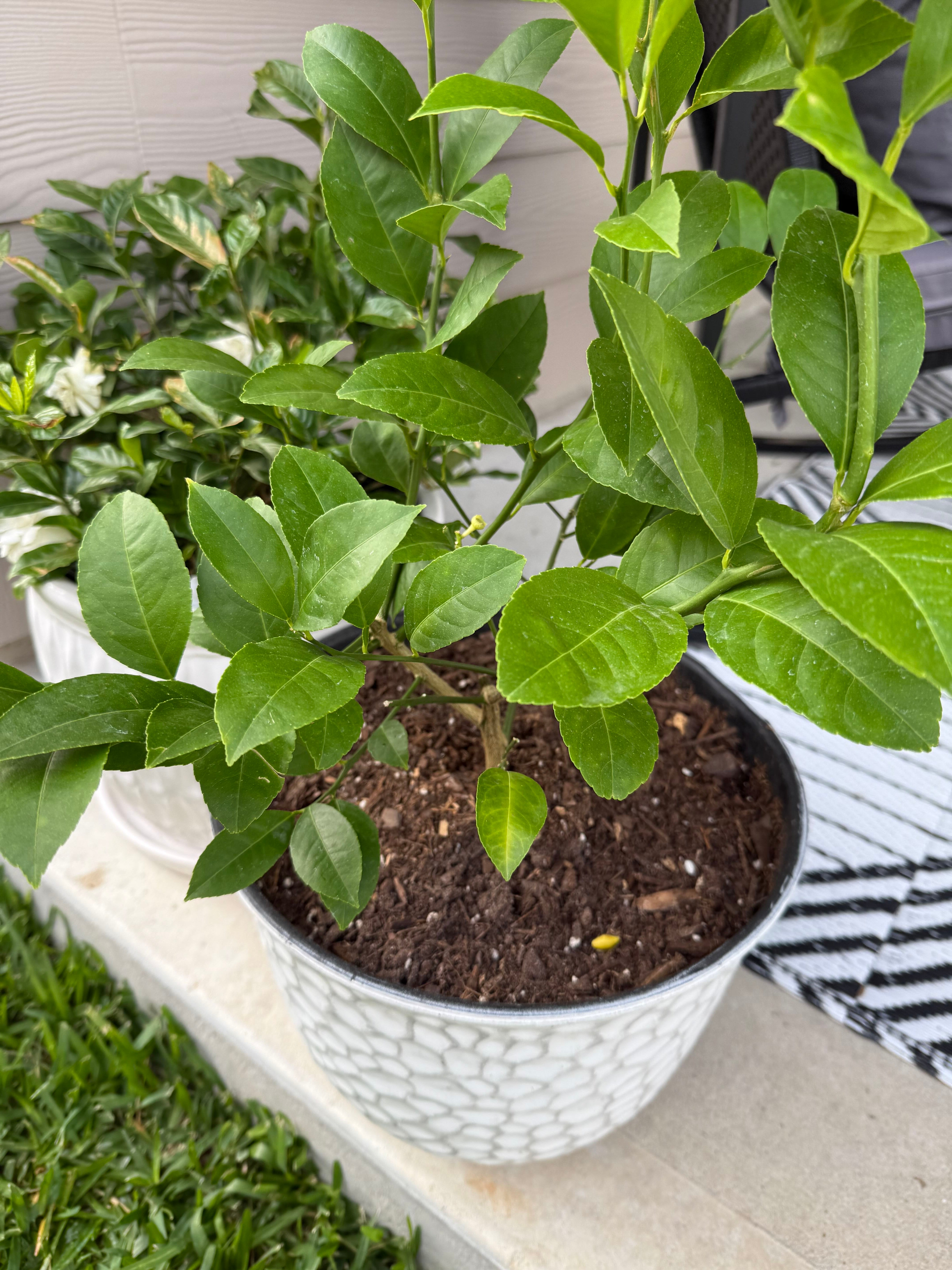 Ultimate Guide to Lemon Tree Roots 🍋