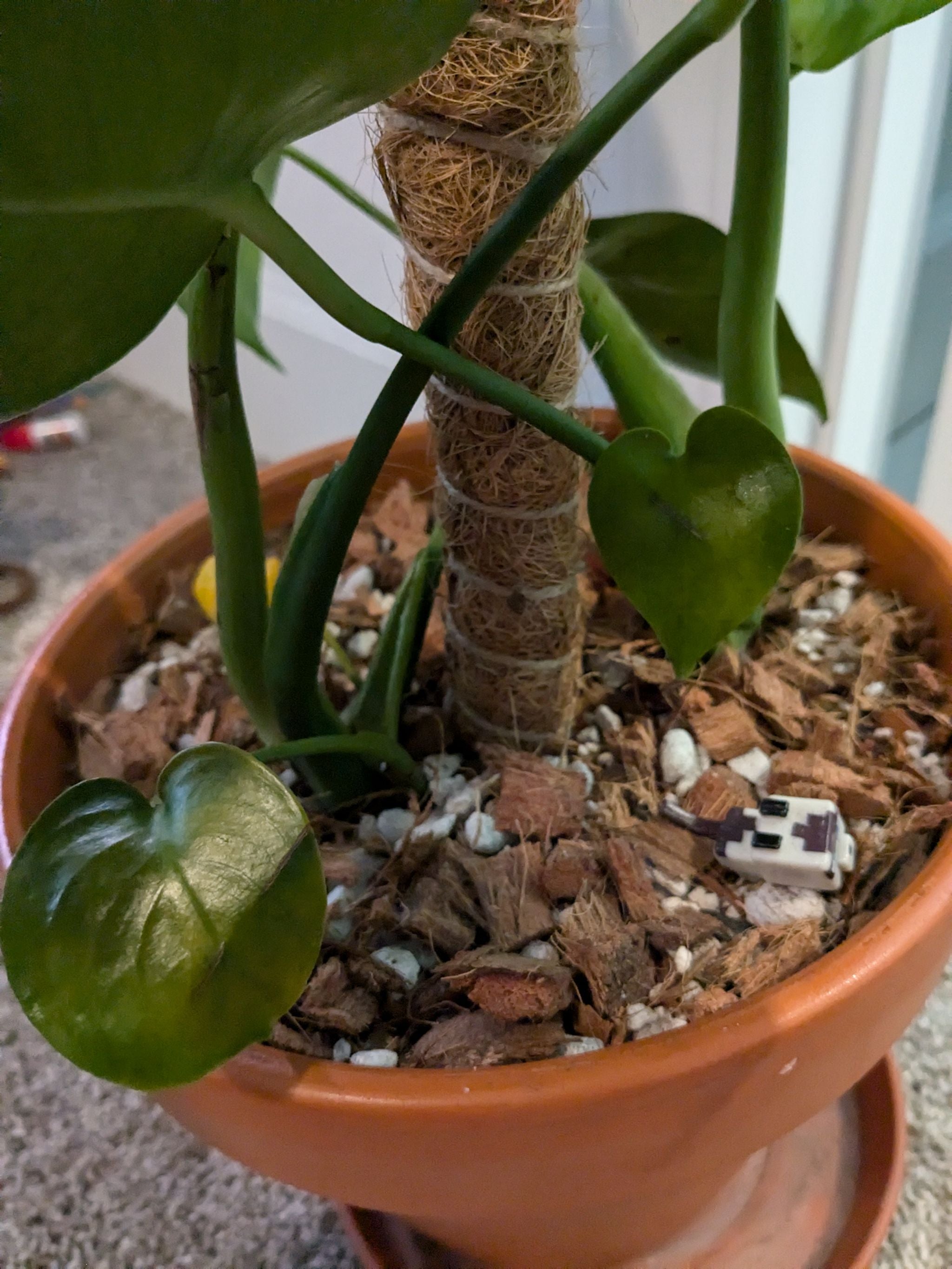 Black Spots on My Monstera pinnatipartita 'Siam' Leaves