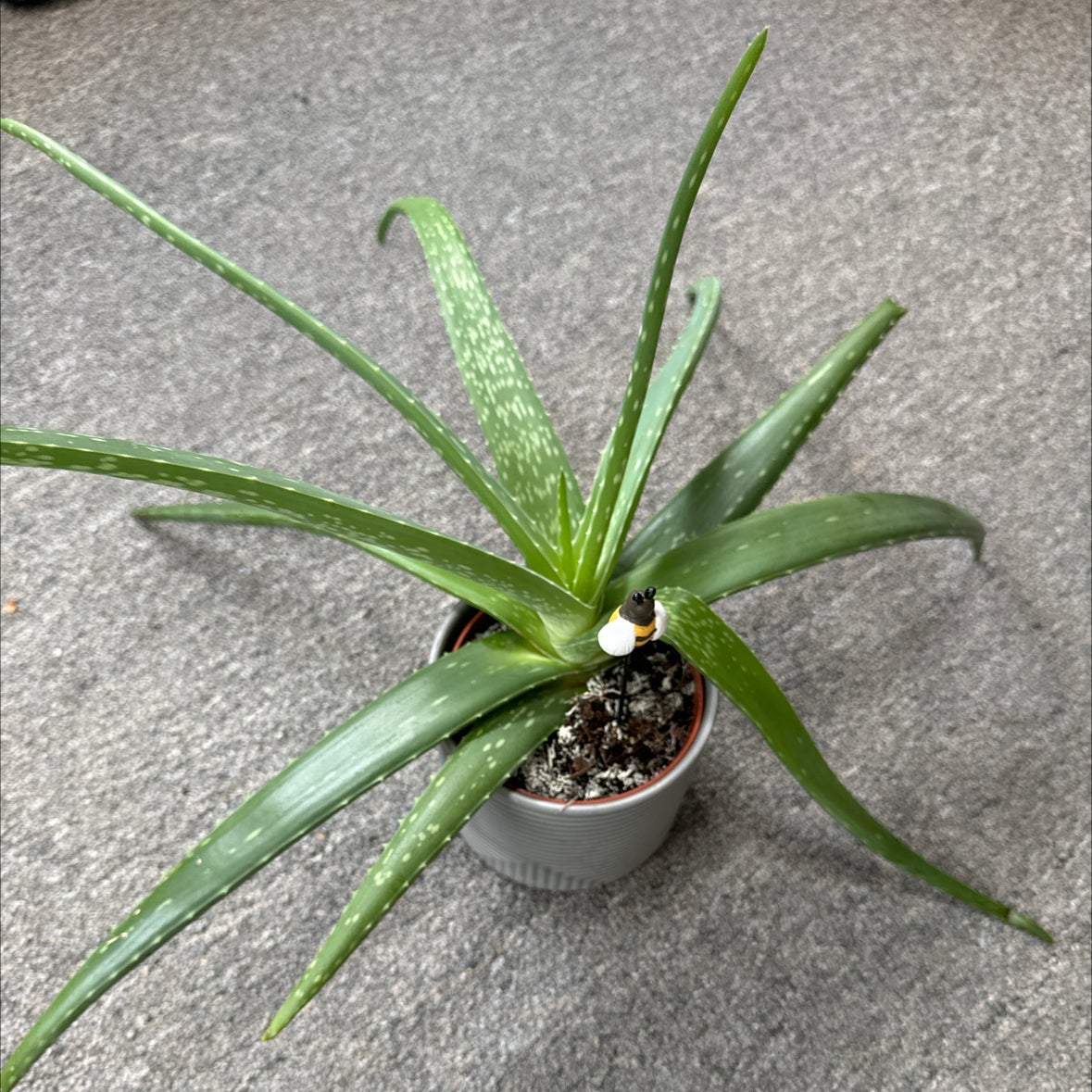 Zeus | A plant by @CuriousFreesia on Greg