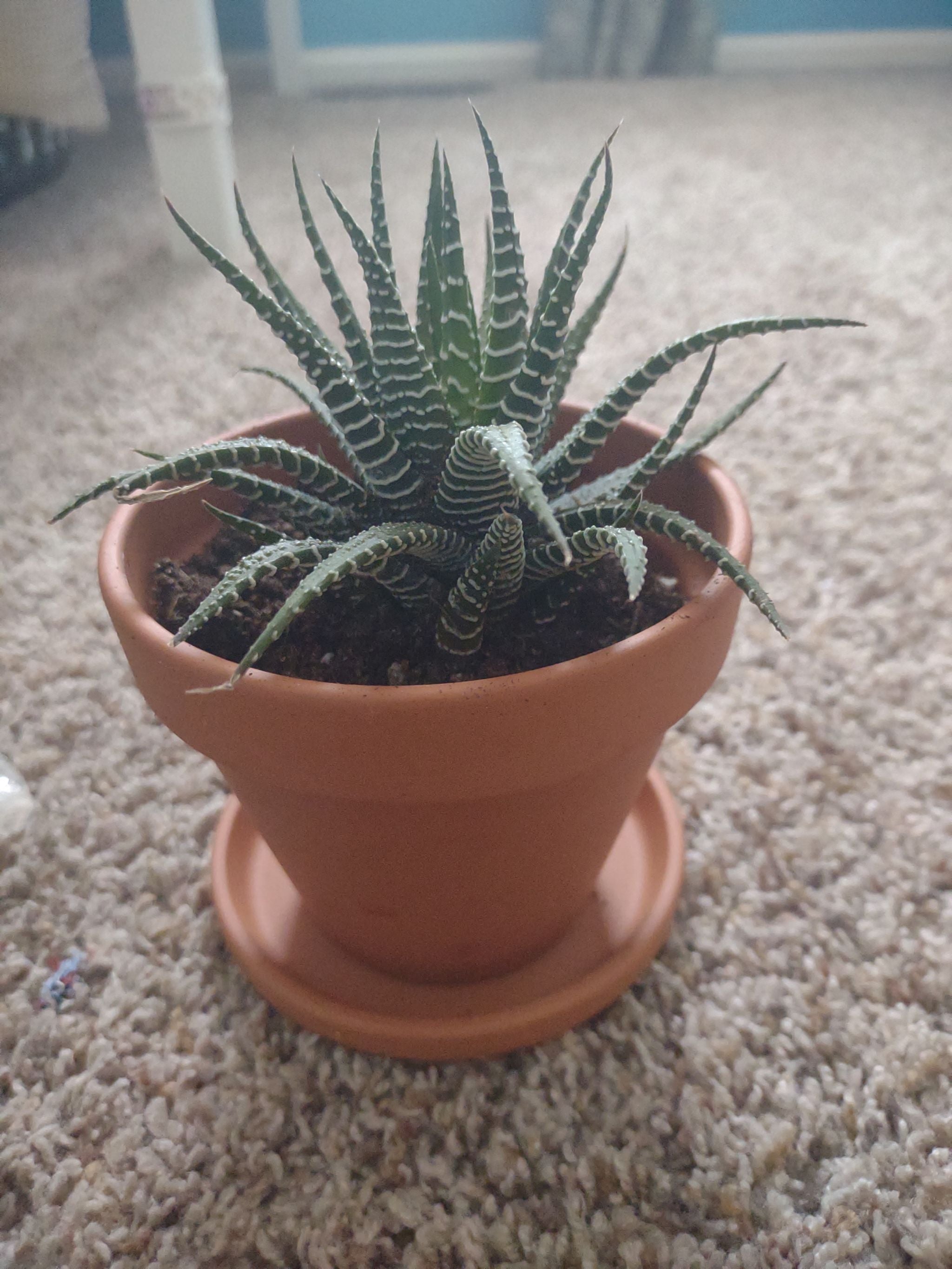 Ultimate Guide to Zebra Plant Varieties