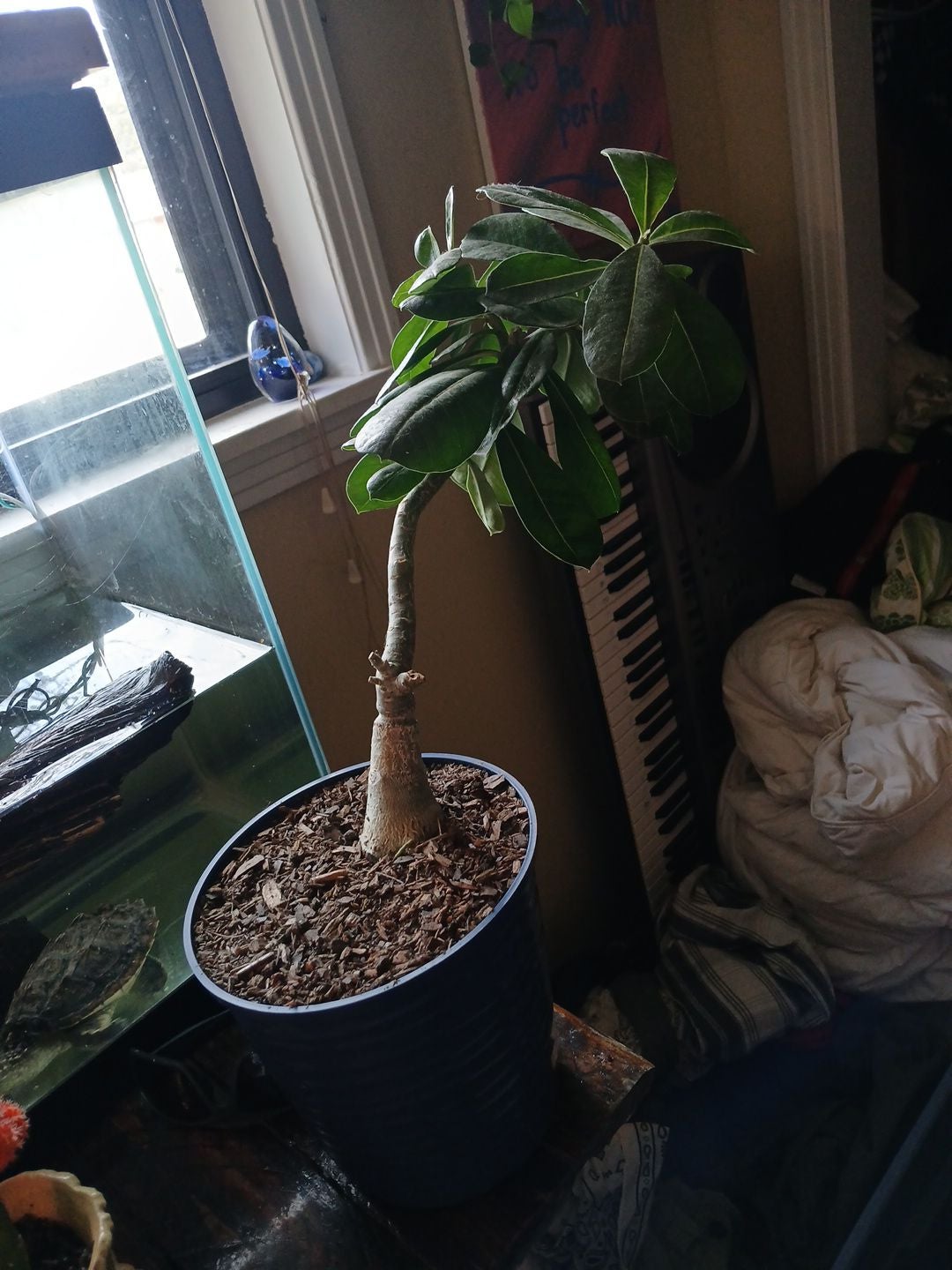 Propagating Your Desert Rose Plant: Step-by-step Guide