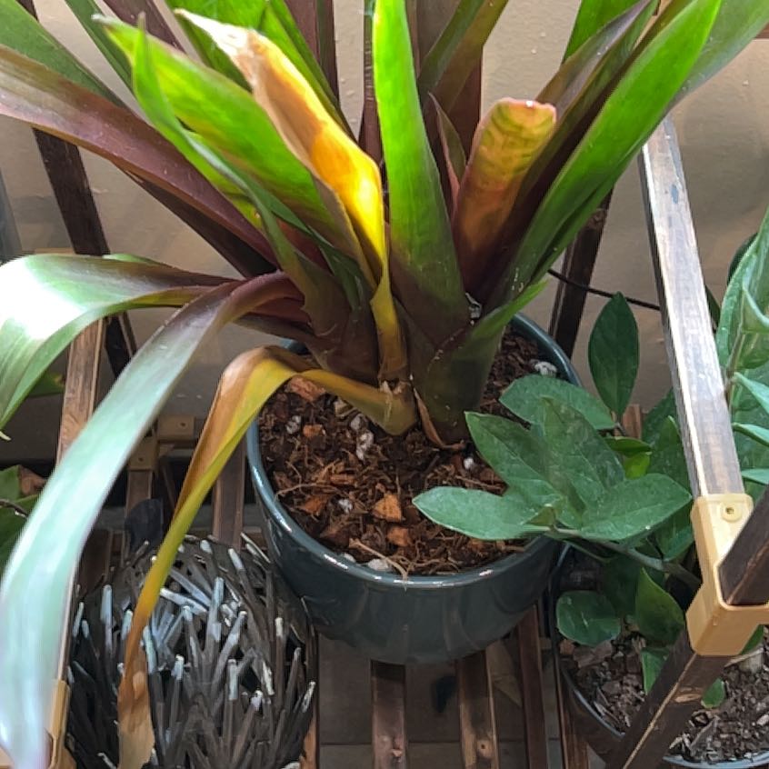 Zeus | A plant by @FamouslyRosilla on Greg