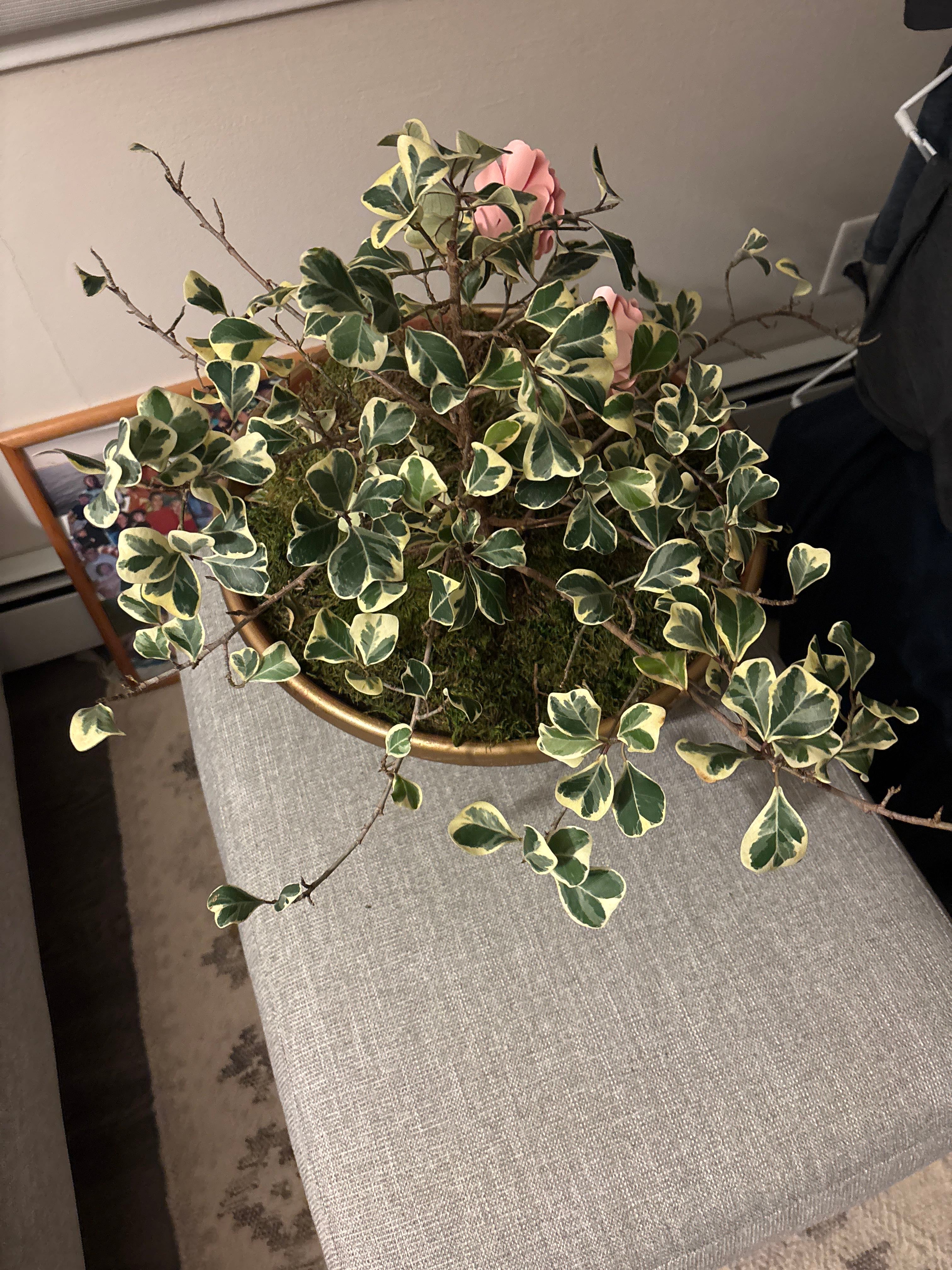 Ficus blizzard/snowstorm Care 101: Water, Light & Growing Tips