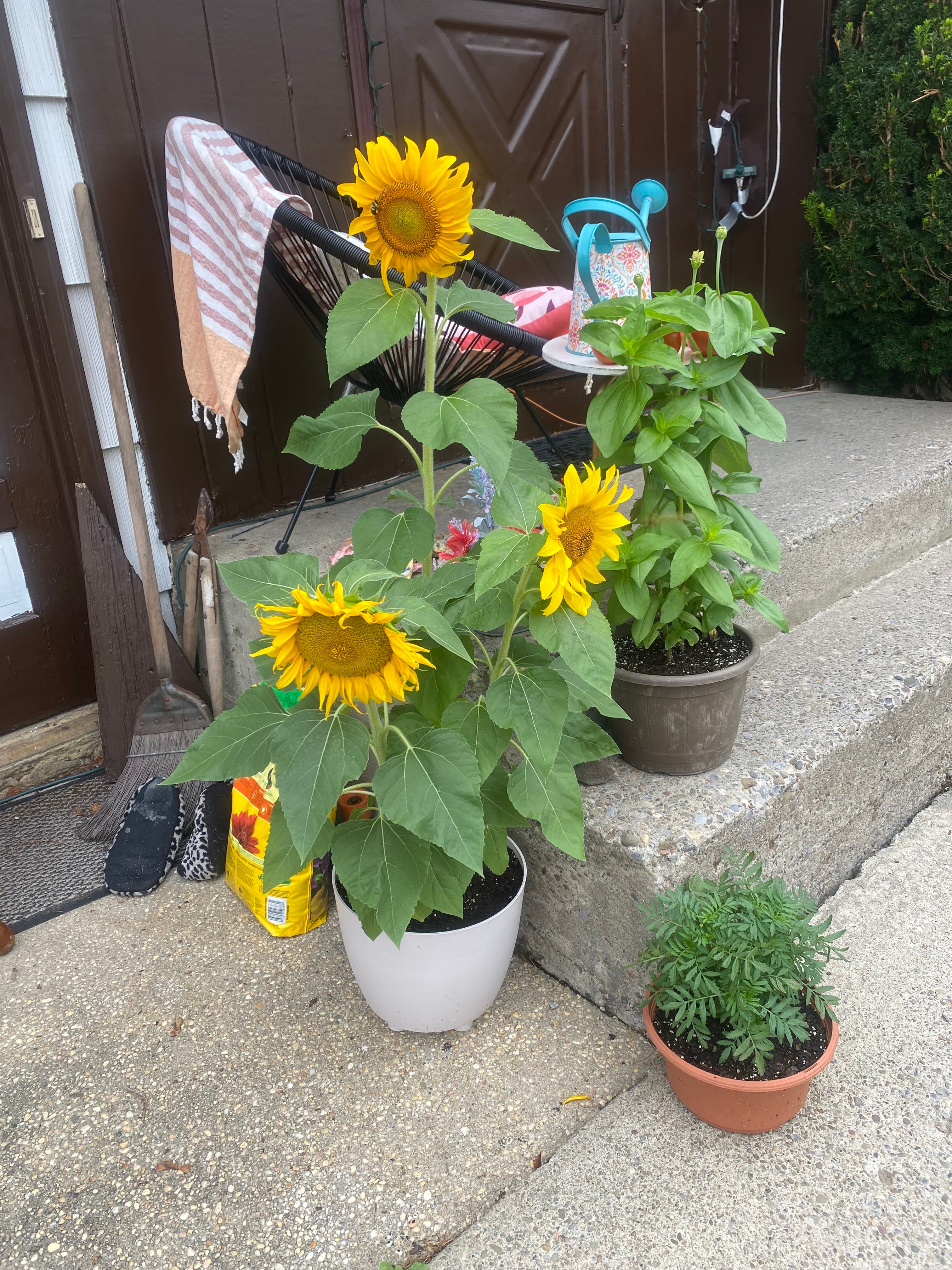 🌻 10 Advantages of Having a Jua Maya Sunflower