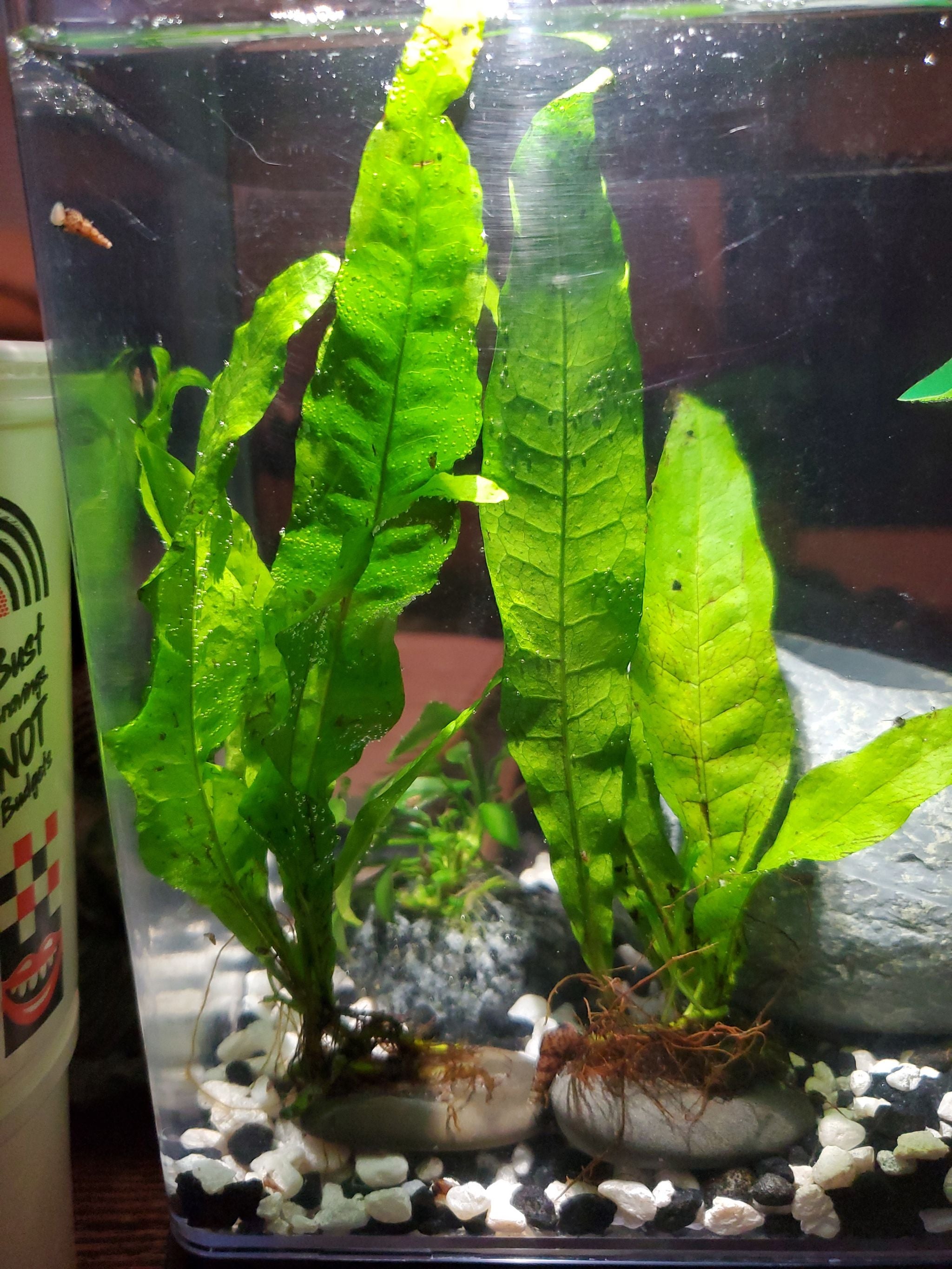 Black Spots on My Java Fern Leaves
