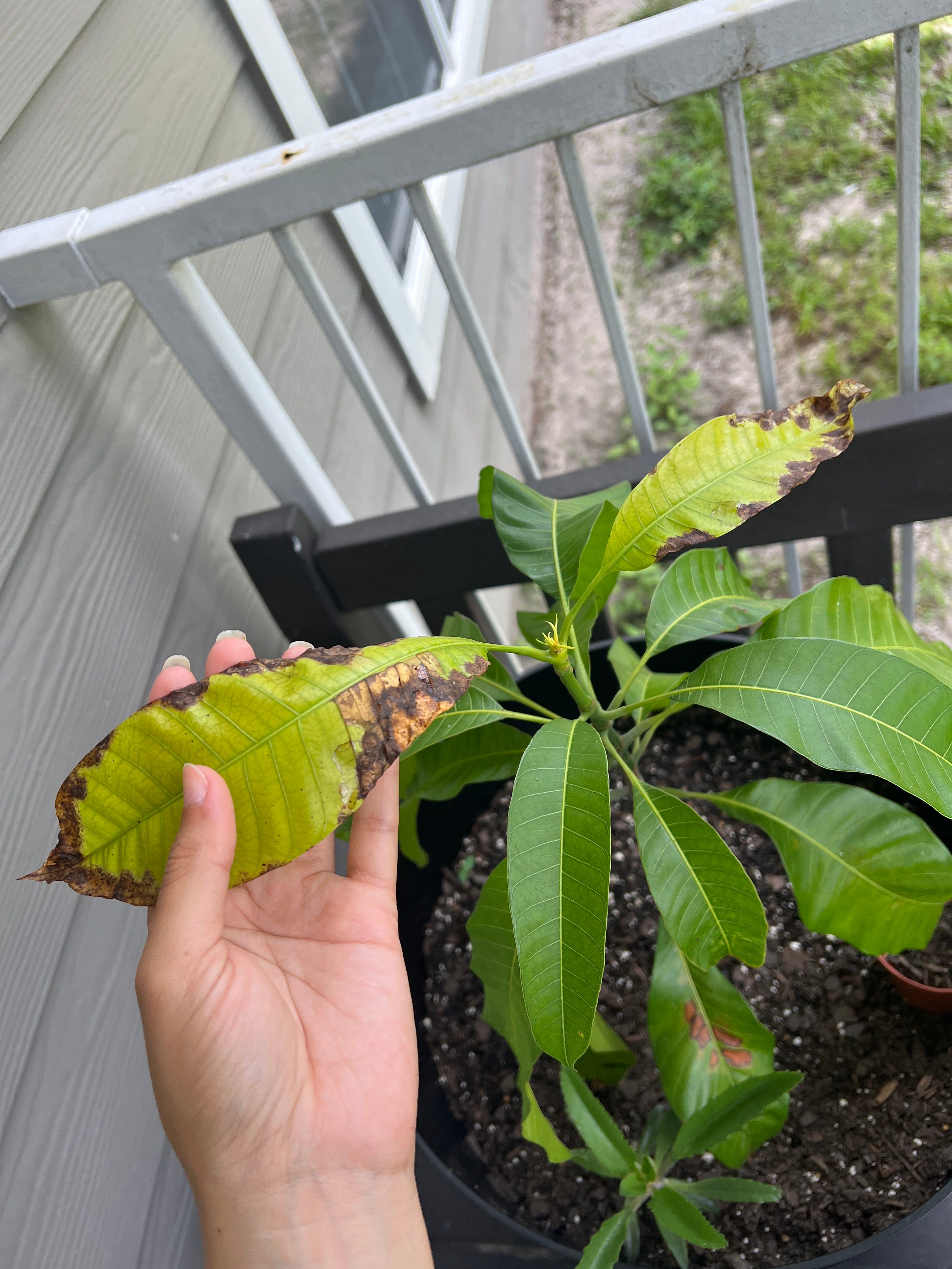 🥭 4 Tips for Growing Mango Indoors