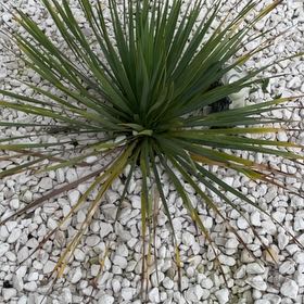 Buckley's Yucca Care 101: Water, Light & Growing Tips