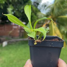 Dax | A plant by @SummeryMingfern on Greg
