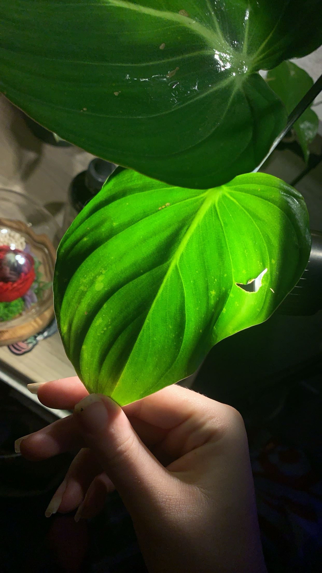 Translucent spots on plant? #leafspots #WhatsWrongWithMyP...