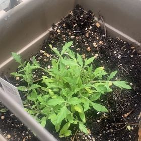 Athena | A plant by @Lillyone on Greg