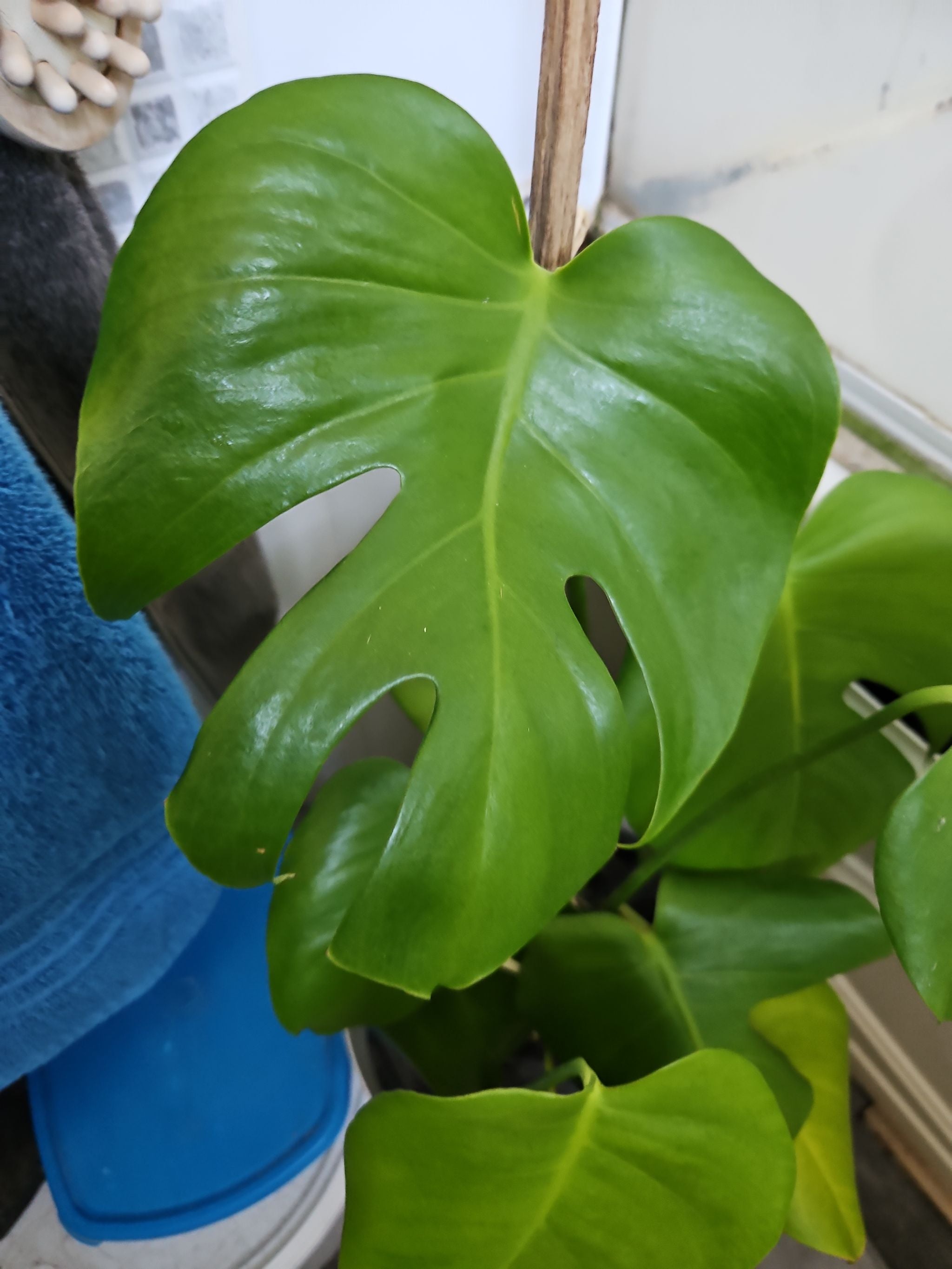 The Complete Monstera obliqua var. expilata Plant Care Guide: Water ...