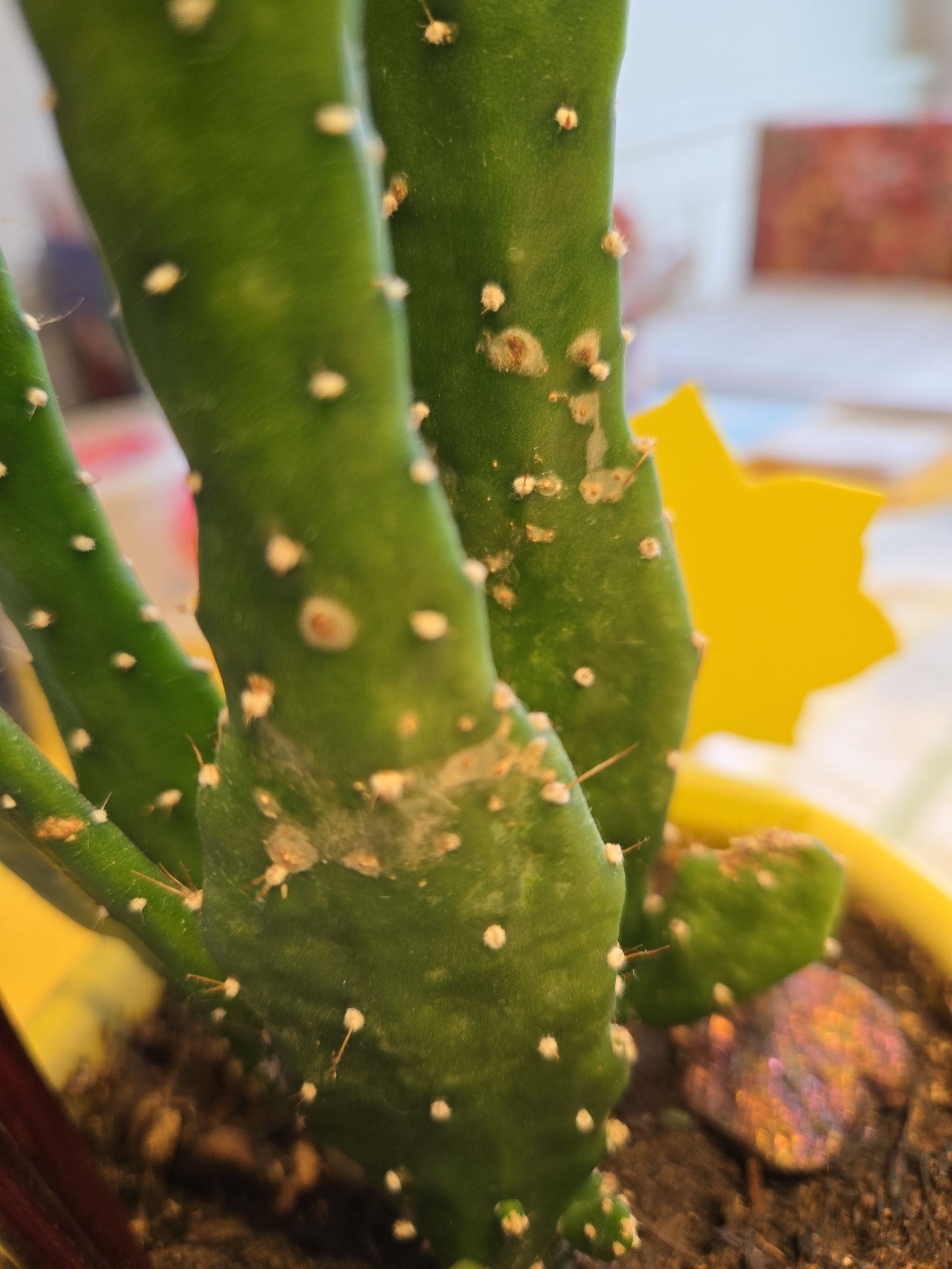 What are these bumps on my drooping prickly pear cactus?