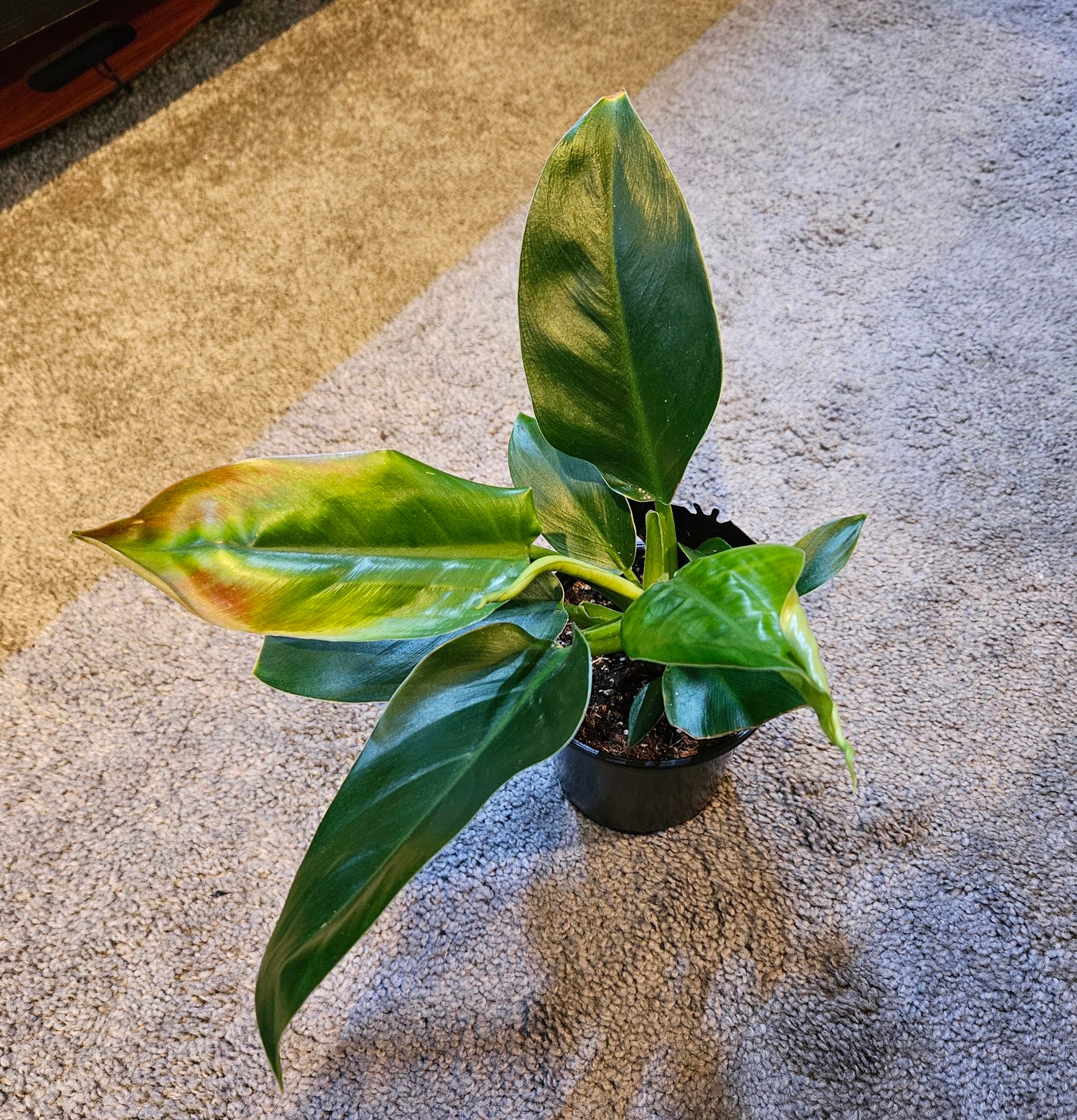 How to Care for Rudolph Philodendron: Mastering Water, Sunlight & More