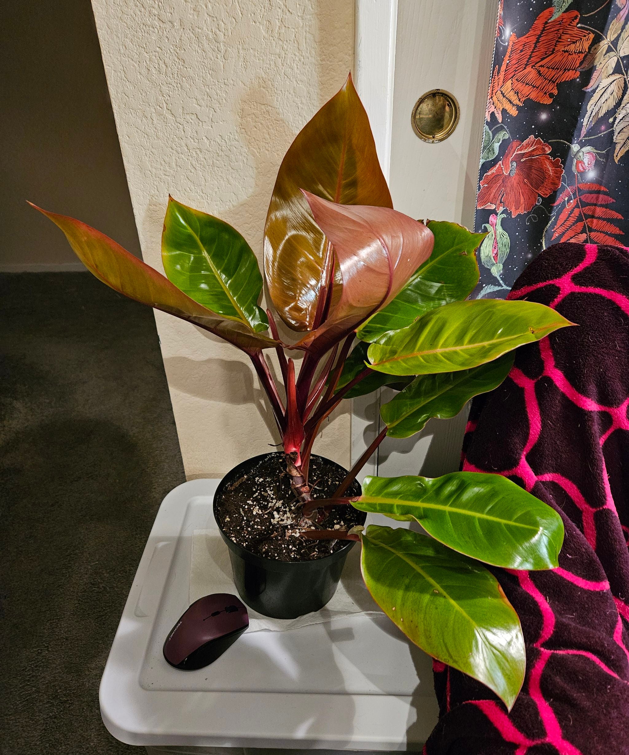 Rudolph Philodendron: How Much Water & Light Does it Need to Thrive?