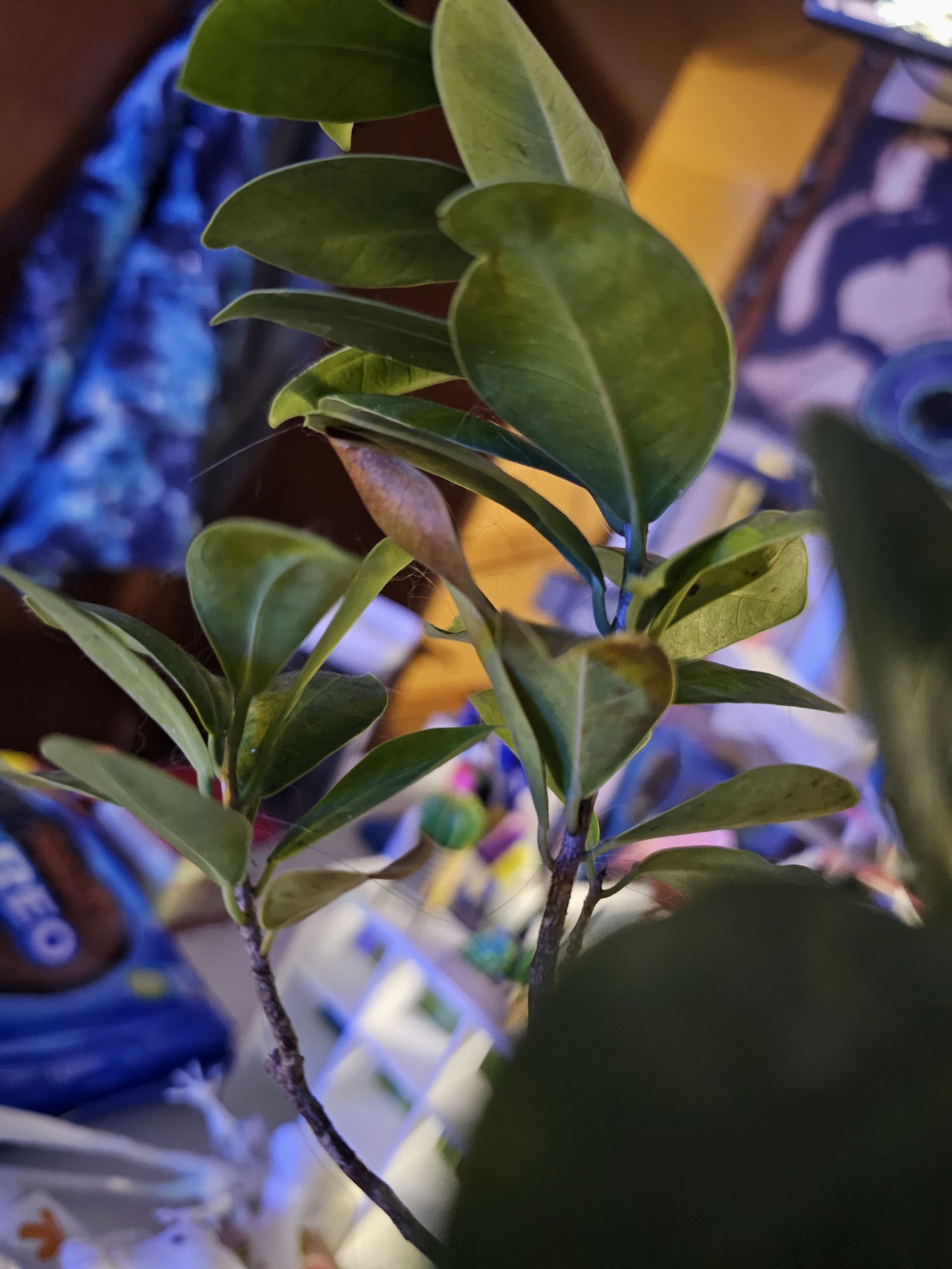 Ficus Microcarpa: How Much Water & Light Does it Need to Thrive?