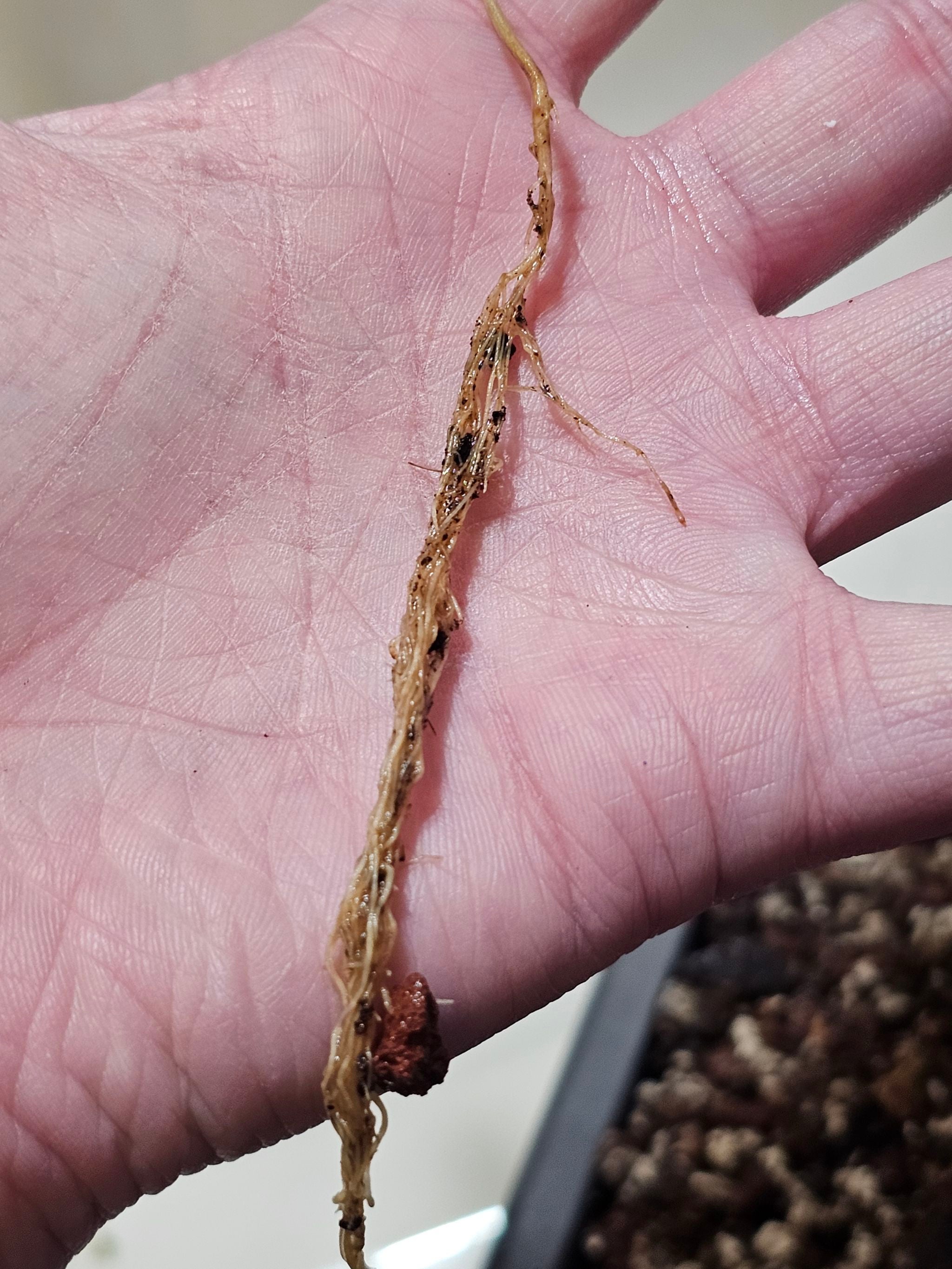 🌸 Jacaranda Tree Hardiness Zones Ultimate Guide: 9a-11b