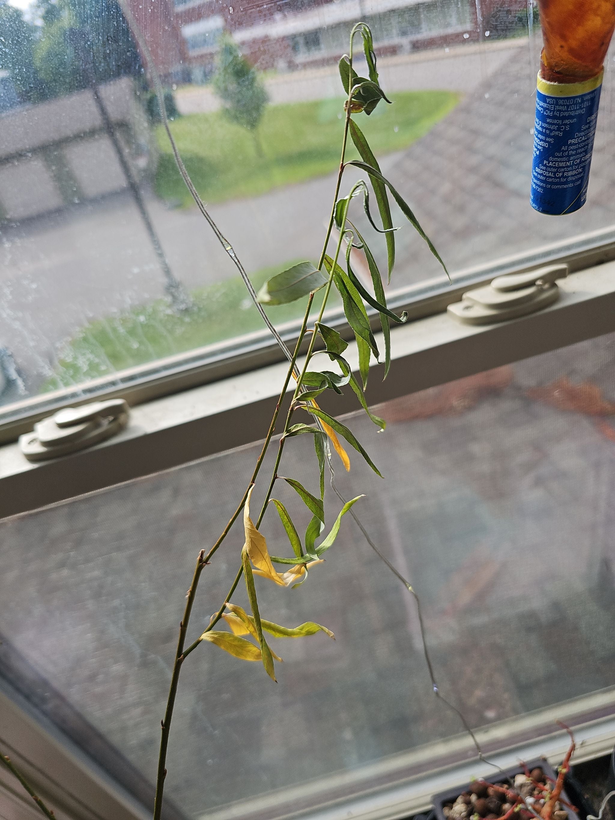 🌳 Ultimate Guide to Willow Roots