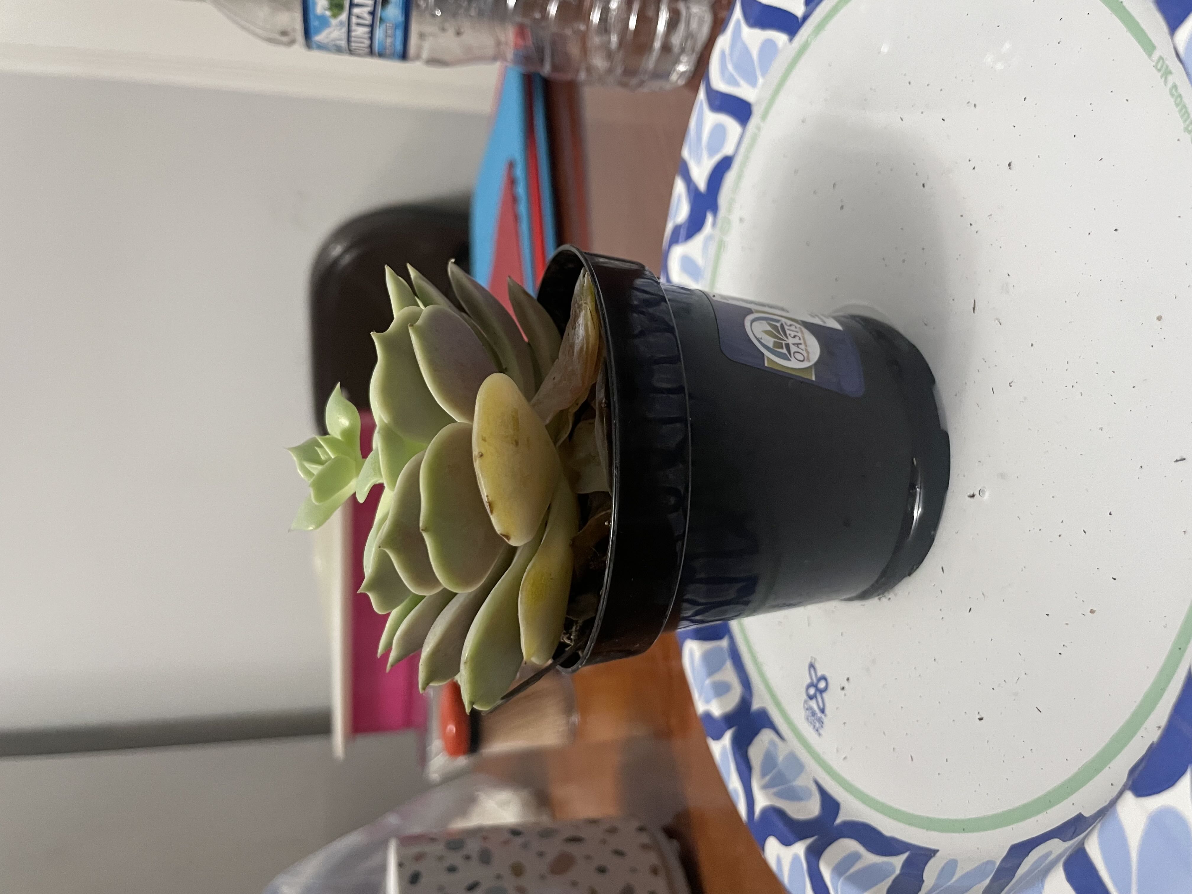 Mariposa Plant Care: Water, Light, Nutrients | Greg App 🌱