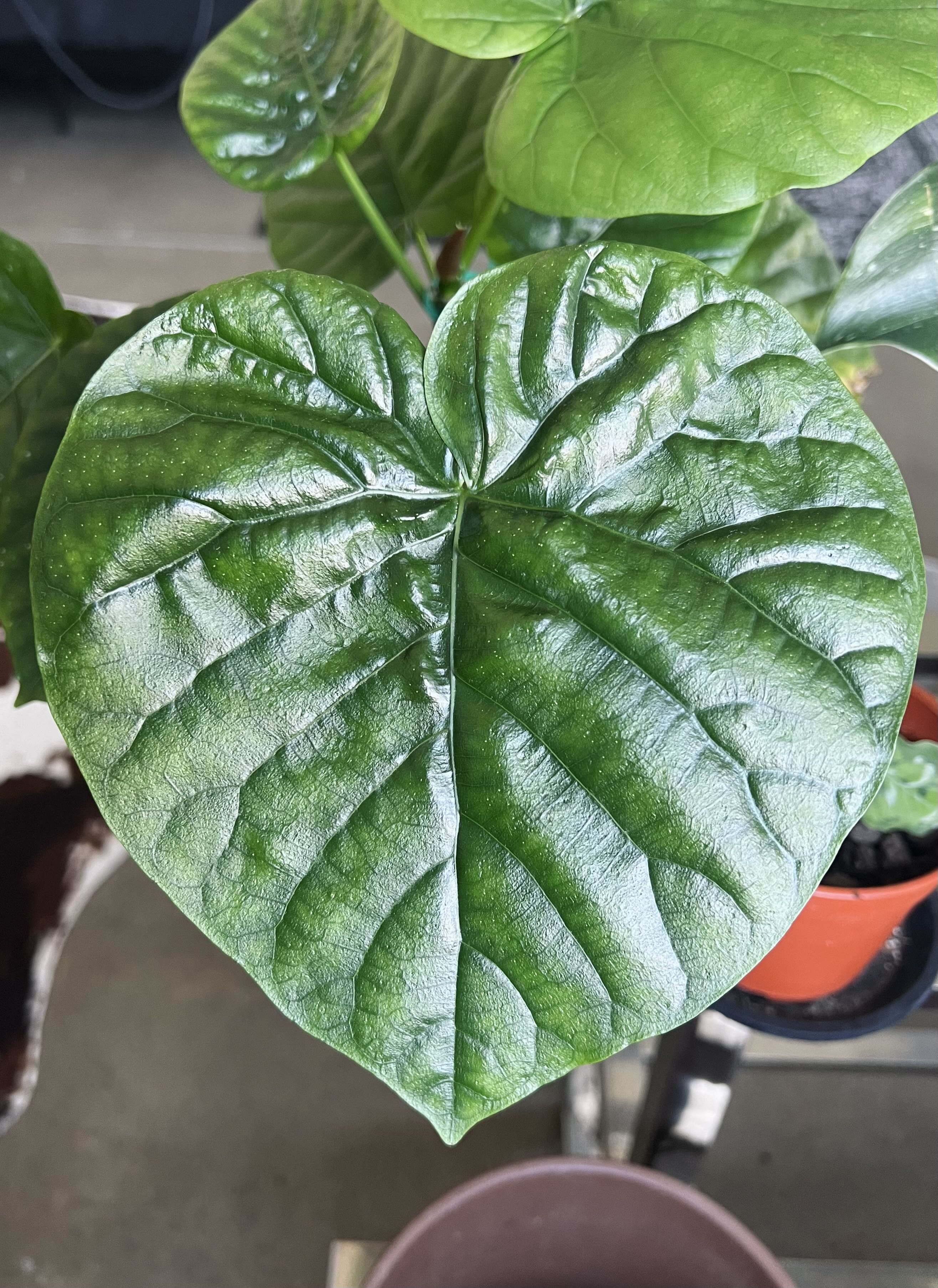 The Complete String of Frogs Plant Care Guide: Water, Light & Beyond