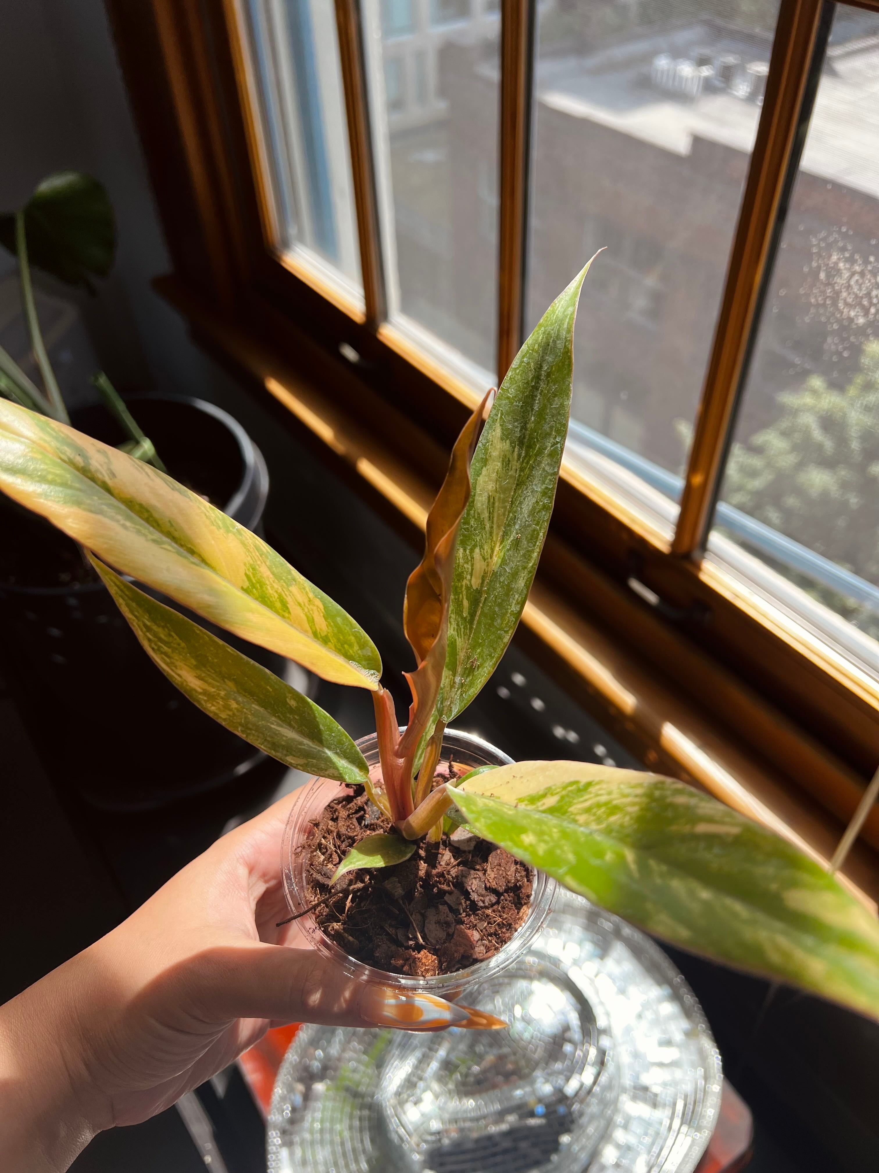 Keep Your Rudolph Philodendron Alive: Light, Water & Care Instructions