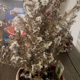 How to Care for European Cypress: Mastering Water, Sunlight & More