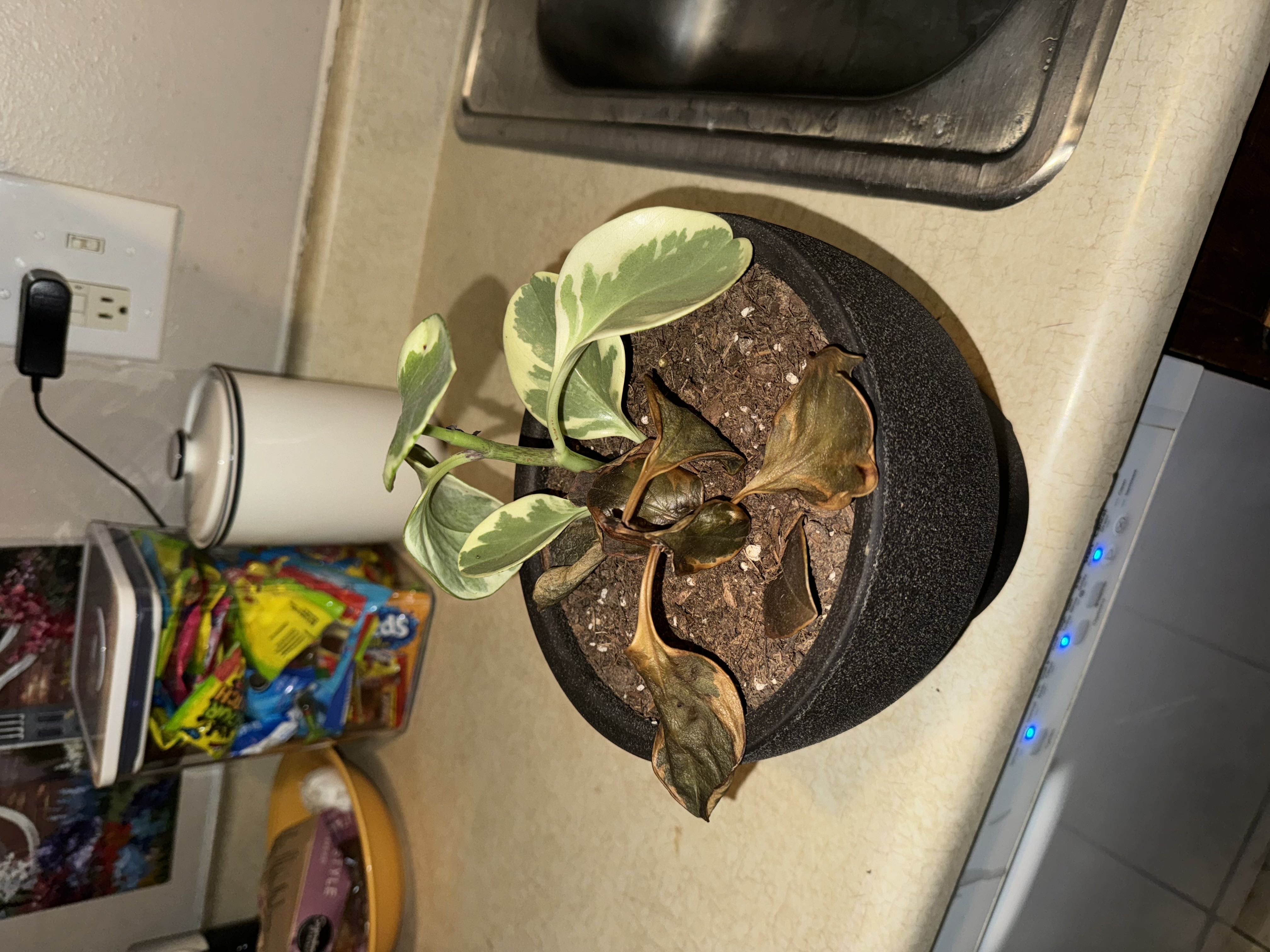 This is the first time I’ve had one of these plants, does...