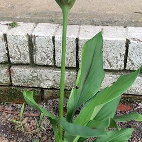 Zeus | A plant by @SelectWaxvine on Greg