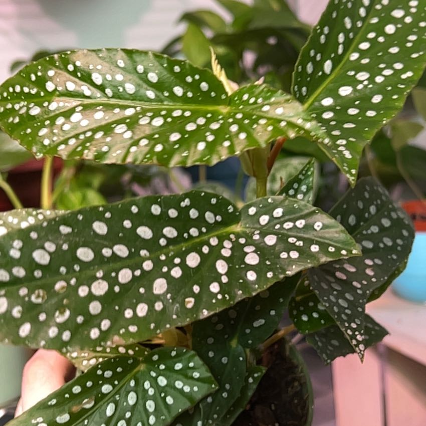 Crowbar | A plant by @Mockmatter on Greg