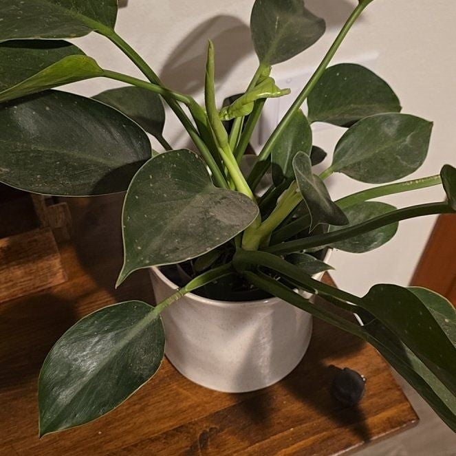 Philodendron Green Apple Plant Care: Water, Light, Nutrients | Greg App 🌱