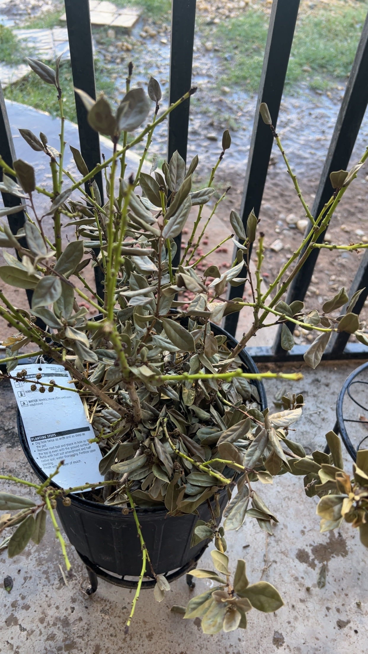 10 Benefits of Having a Sky Pencil Japanese Holly