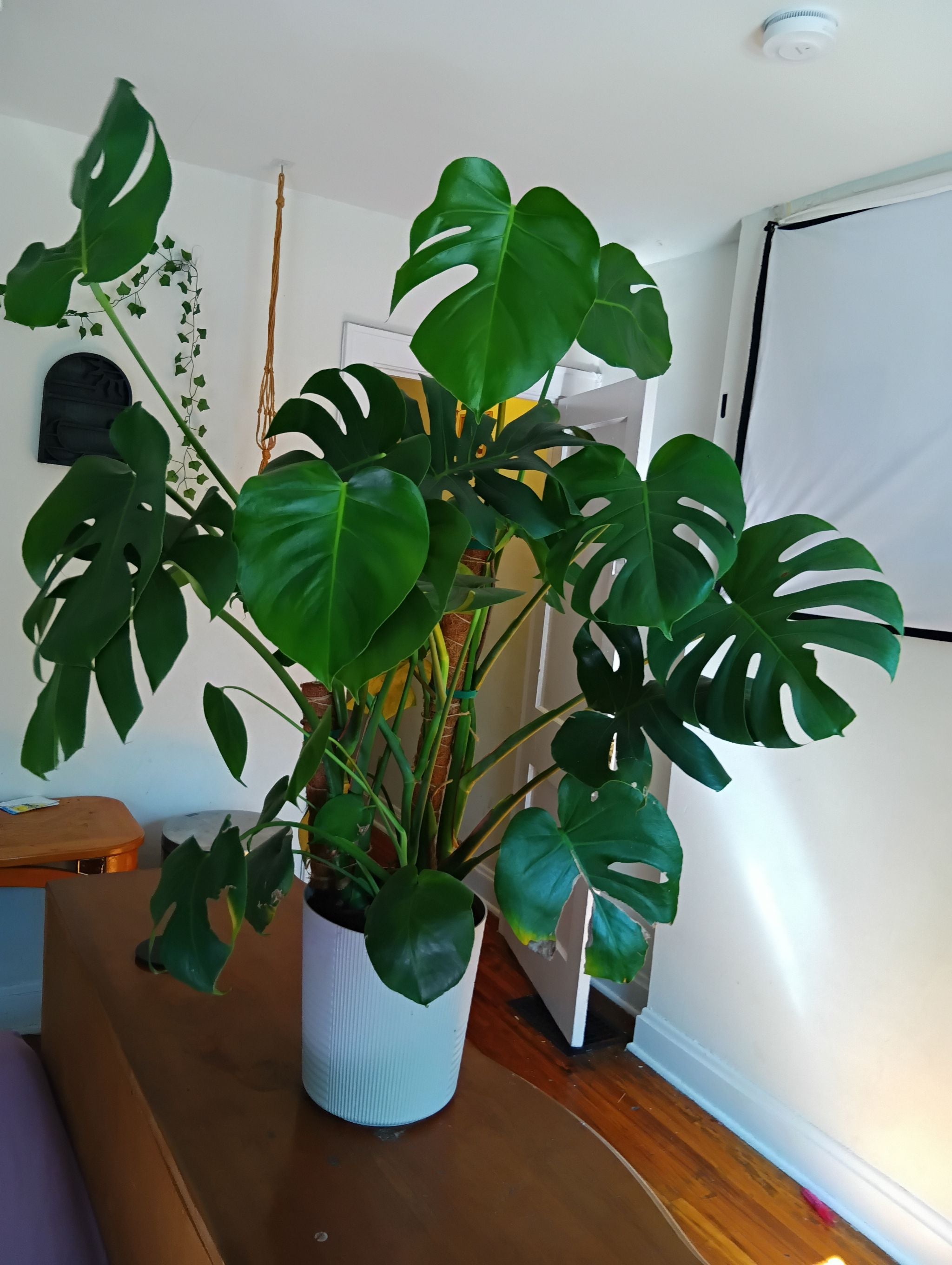 The Complete Monstera Plant Care Guide: Water, Light & Beyond