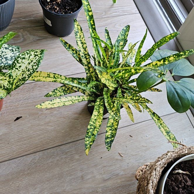 Superstar Croton Plant Care: Water, Light, Nutrients | Greg App 🌱