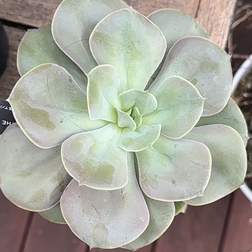 Echeveria Xanthe Rose: How Much Water & Light Does it Need to Thrive?