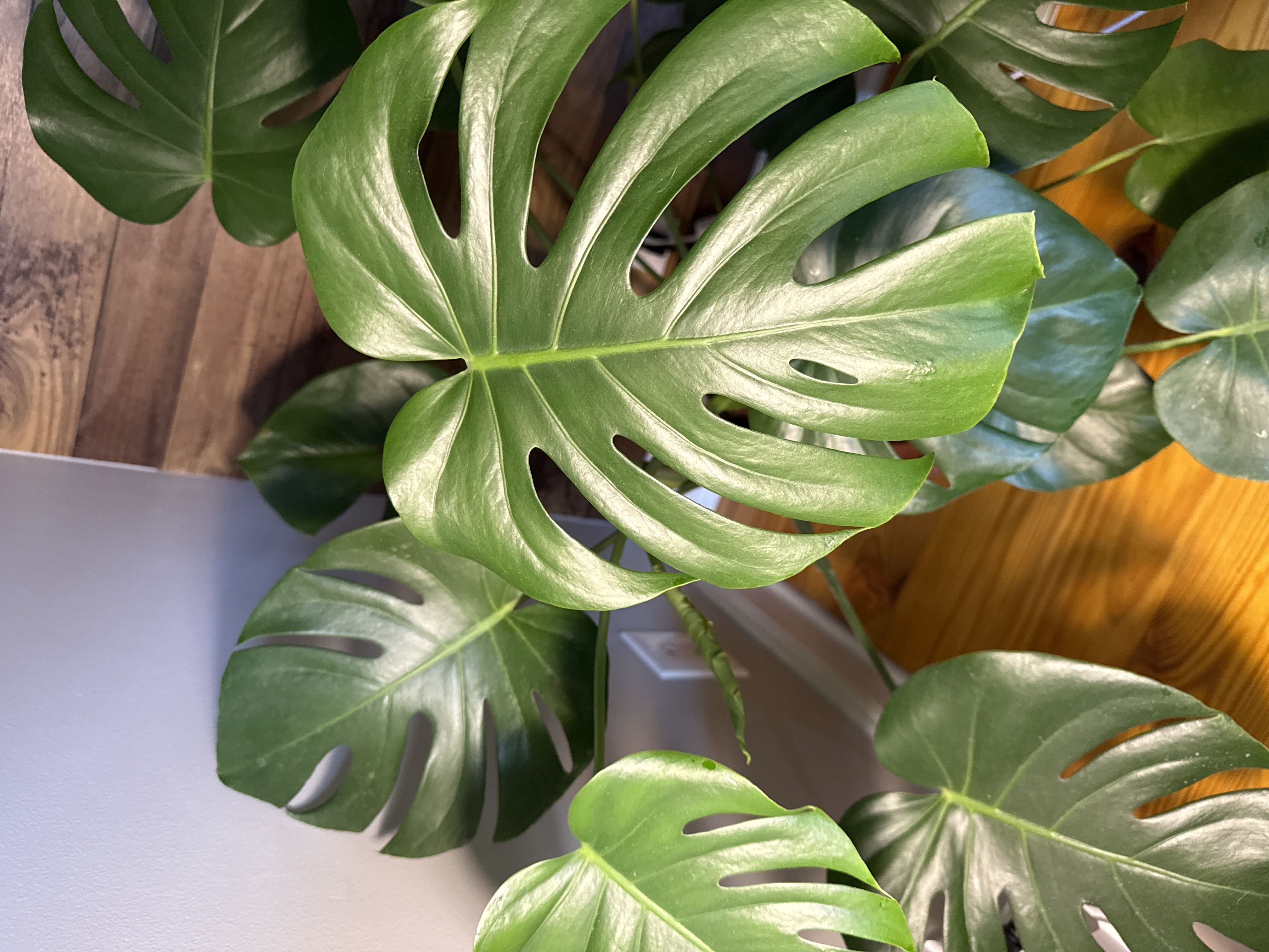 How Often Do Monstera Plants Need to Be Watered: Expert Tips - My ...