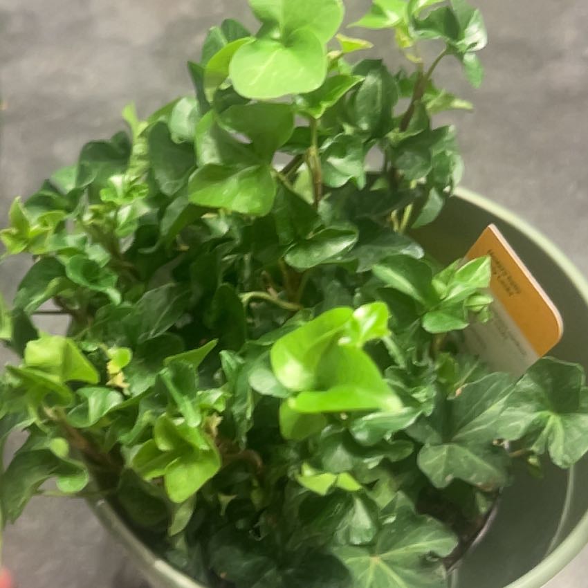 Curly Locks Ivy Plant Care: Water, Light, Nutrients | Greg App 🌱