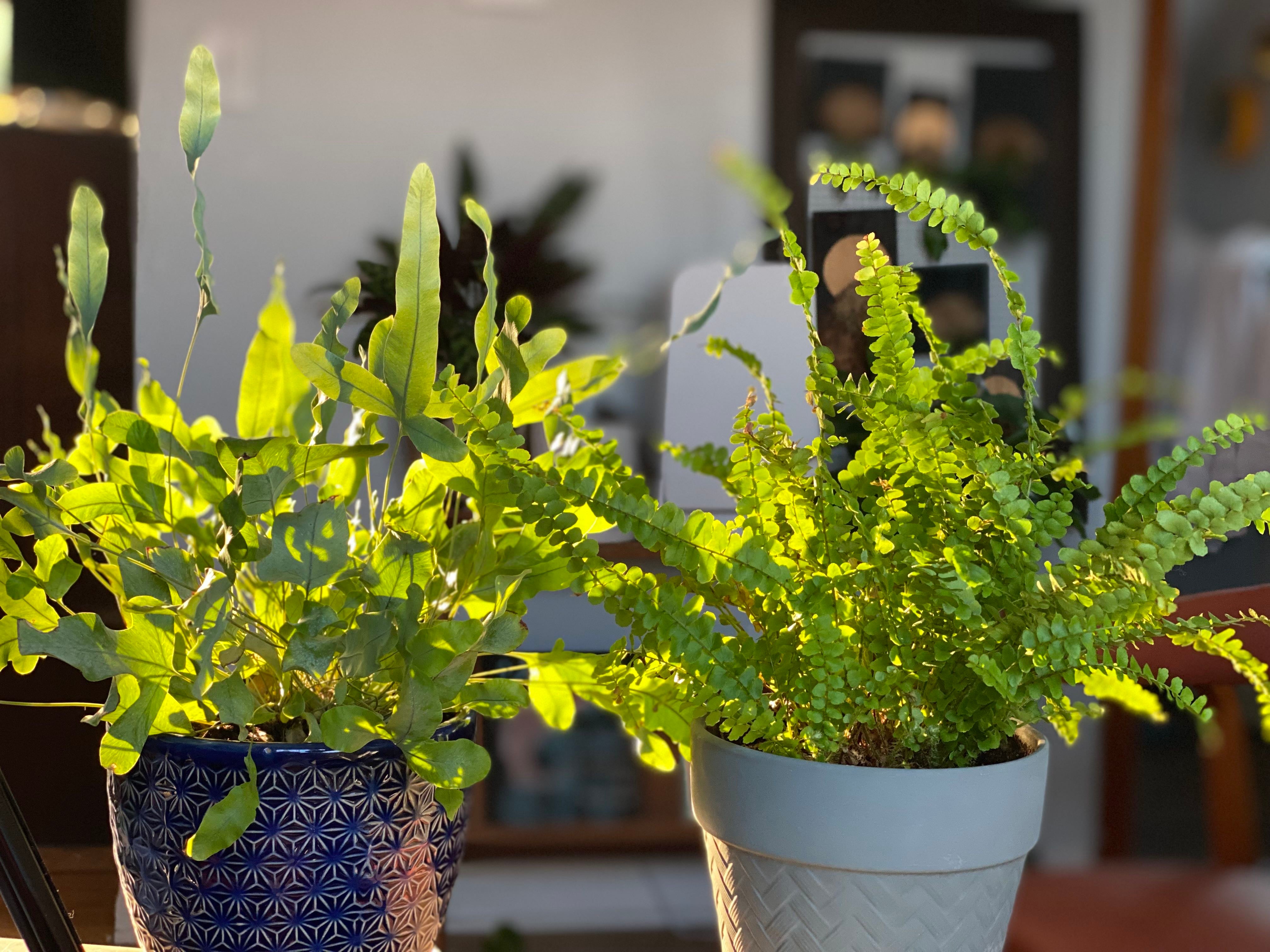 Lemon Button Fern Plant Care: Water, Light, Nutrients | Greg App 🌱