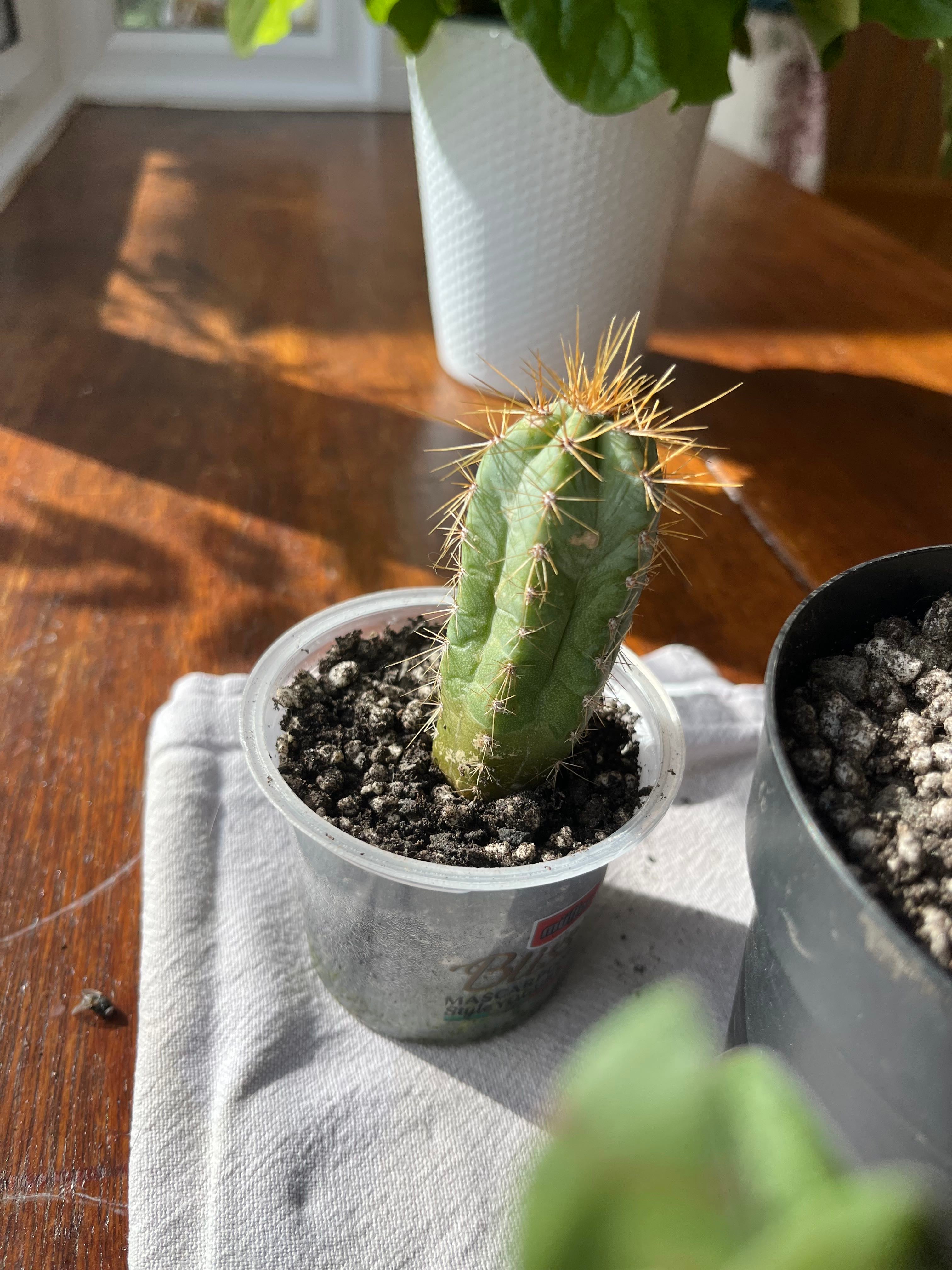 What is a Brazilian Cactus? Complete Guide 🌵