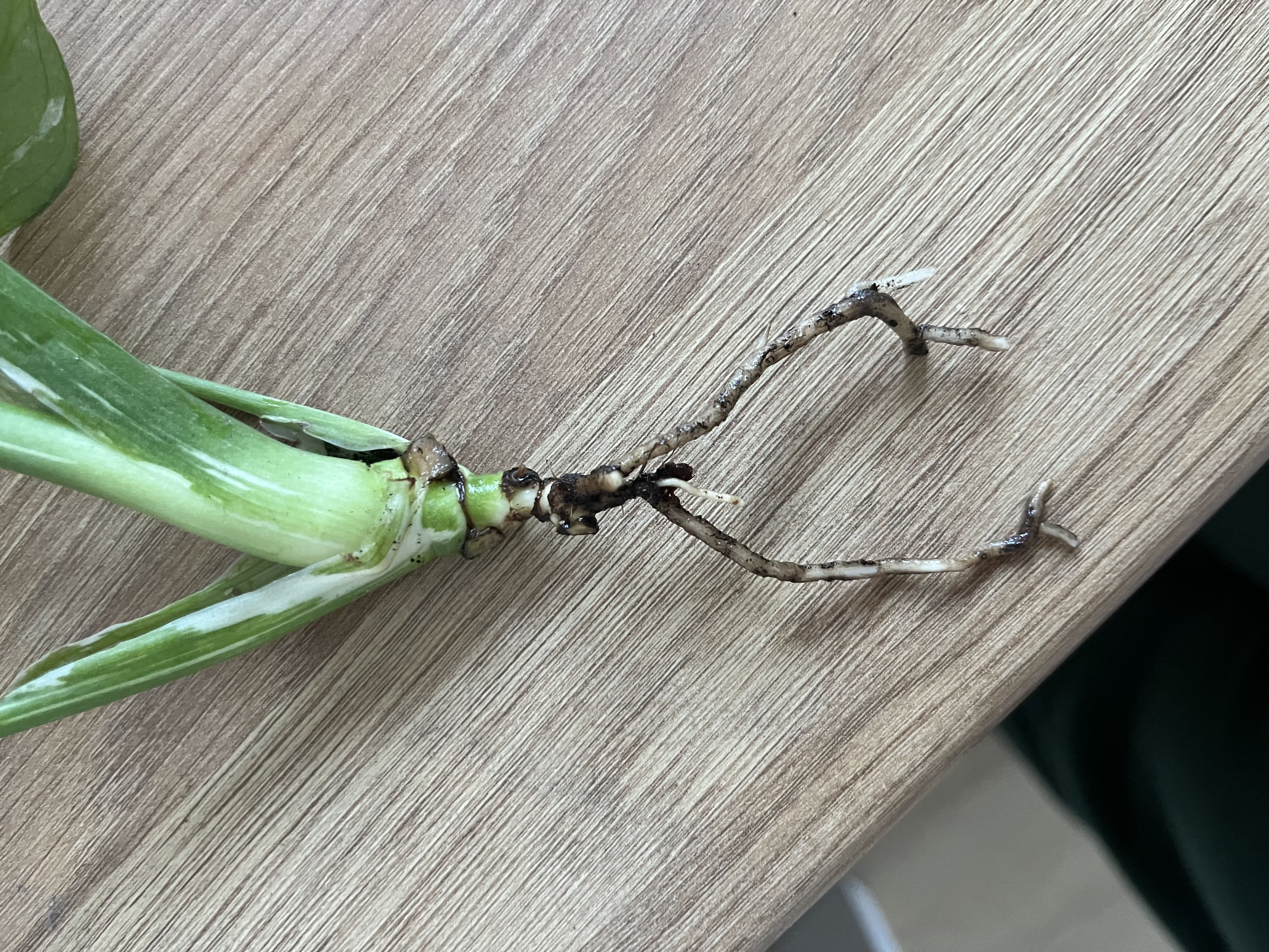🔍 How to Fix Brown Spots on Your Monstera 'Thai Constellation'